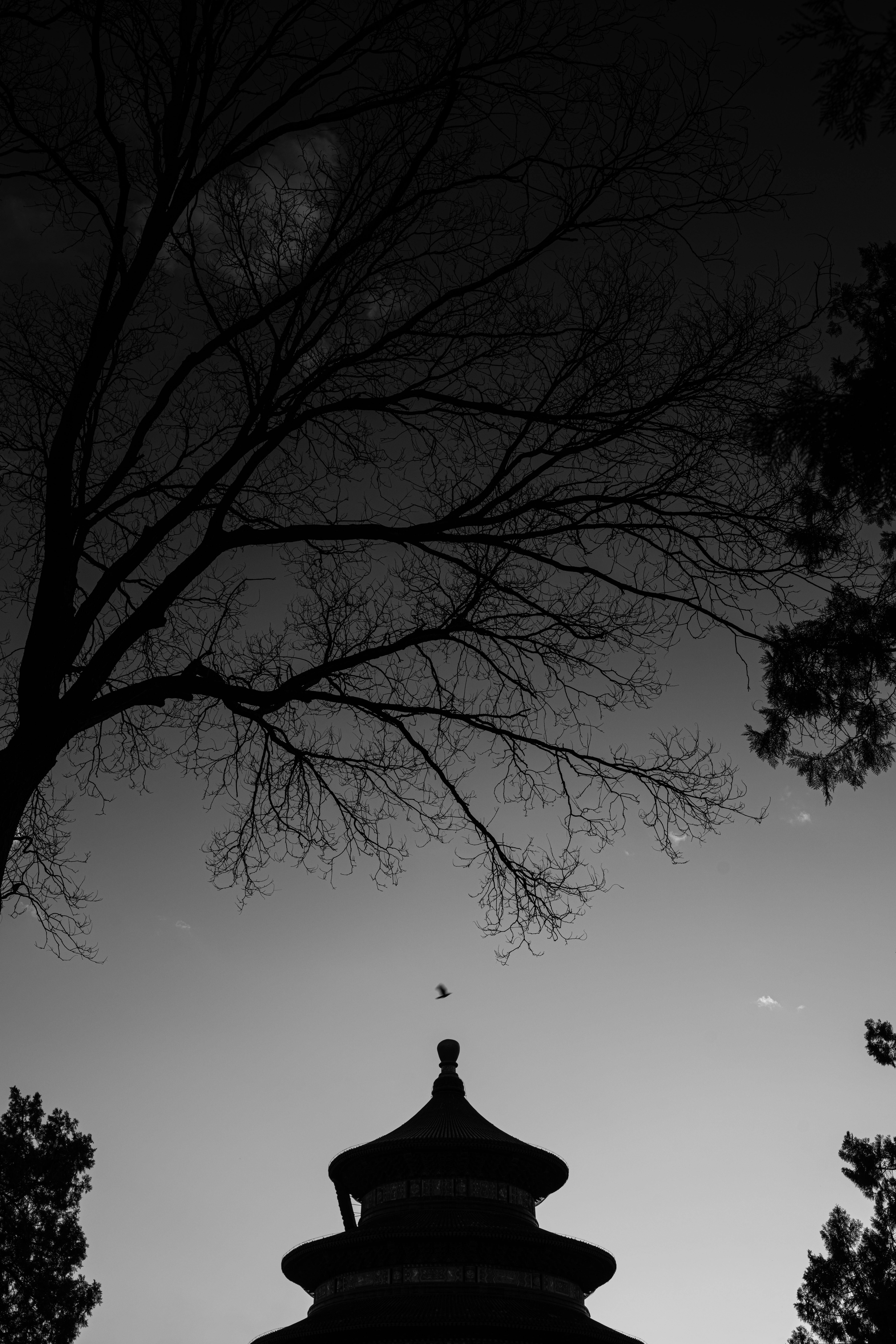 Silhouetted Serenity: The Harmony of Nature and Structure