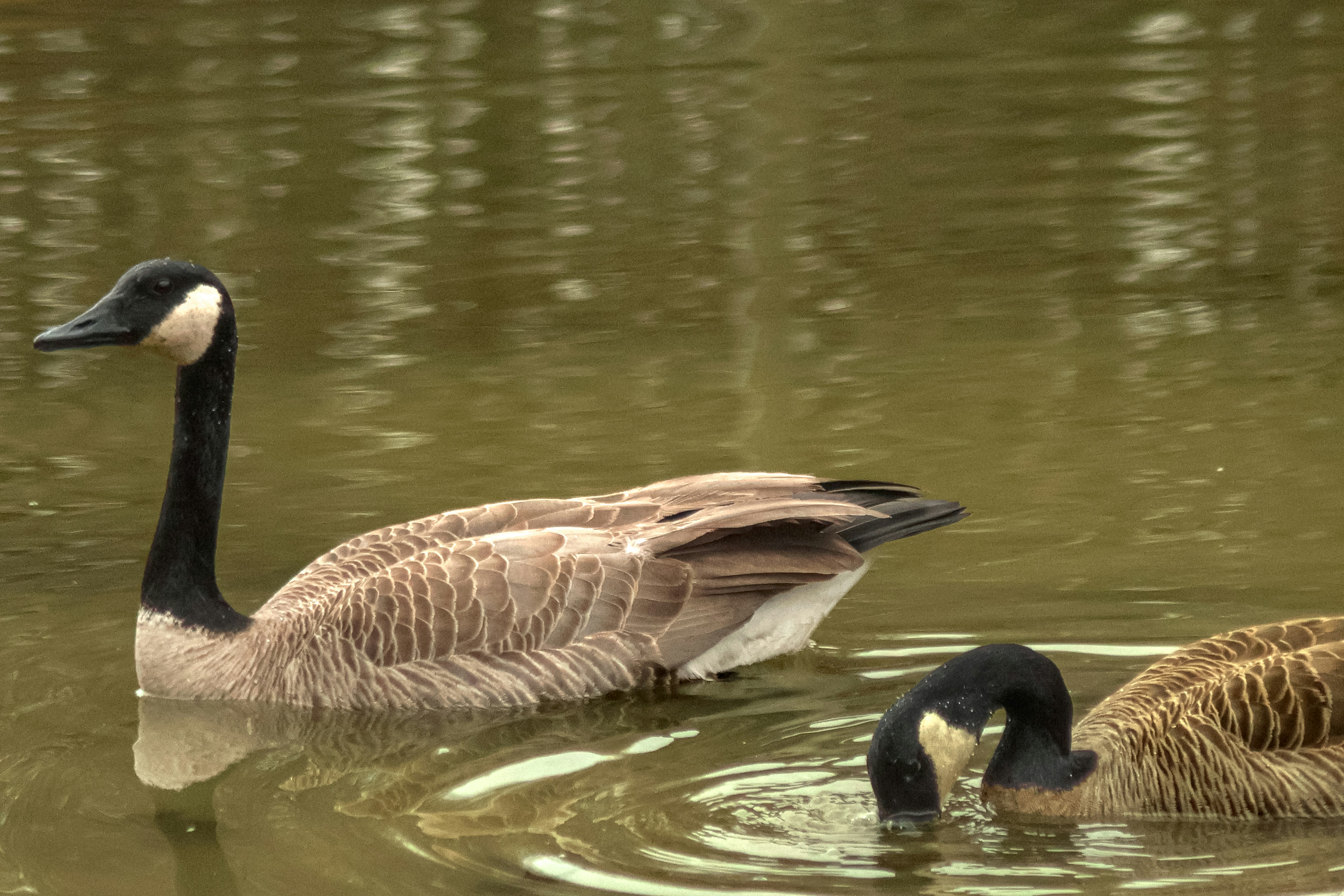 Grazing Ripples: A Pair of Canada Geese on a Calm Pond