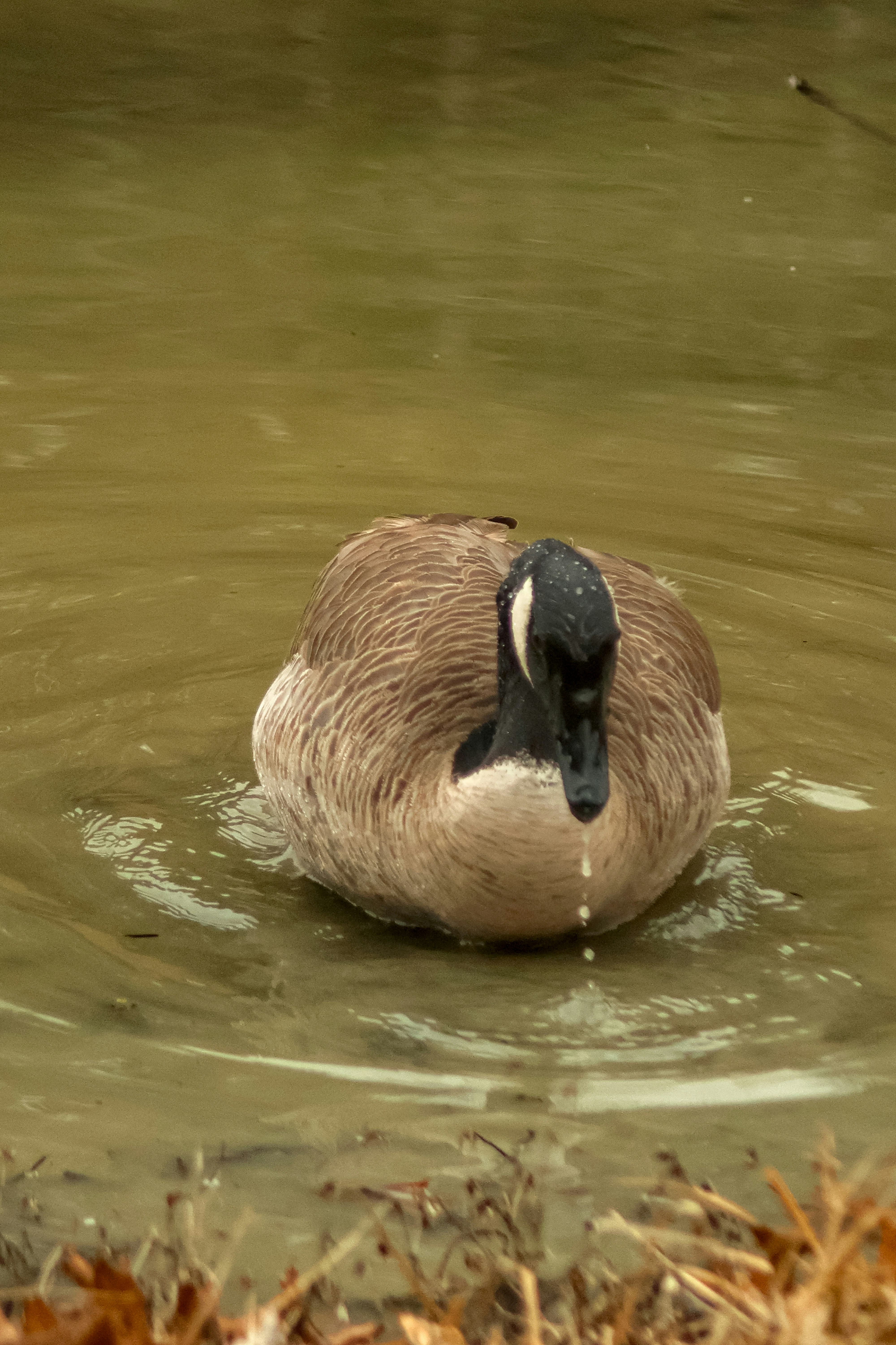 Centered Calm: A Canada Goose in a Warm-Toned Pond