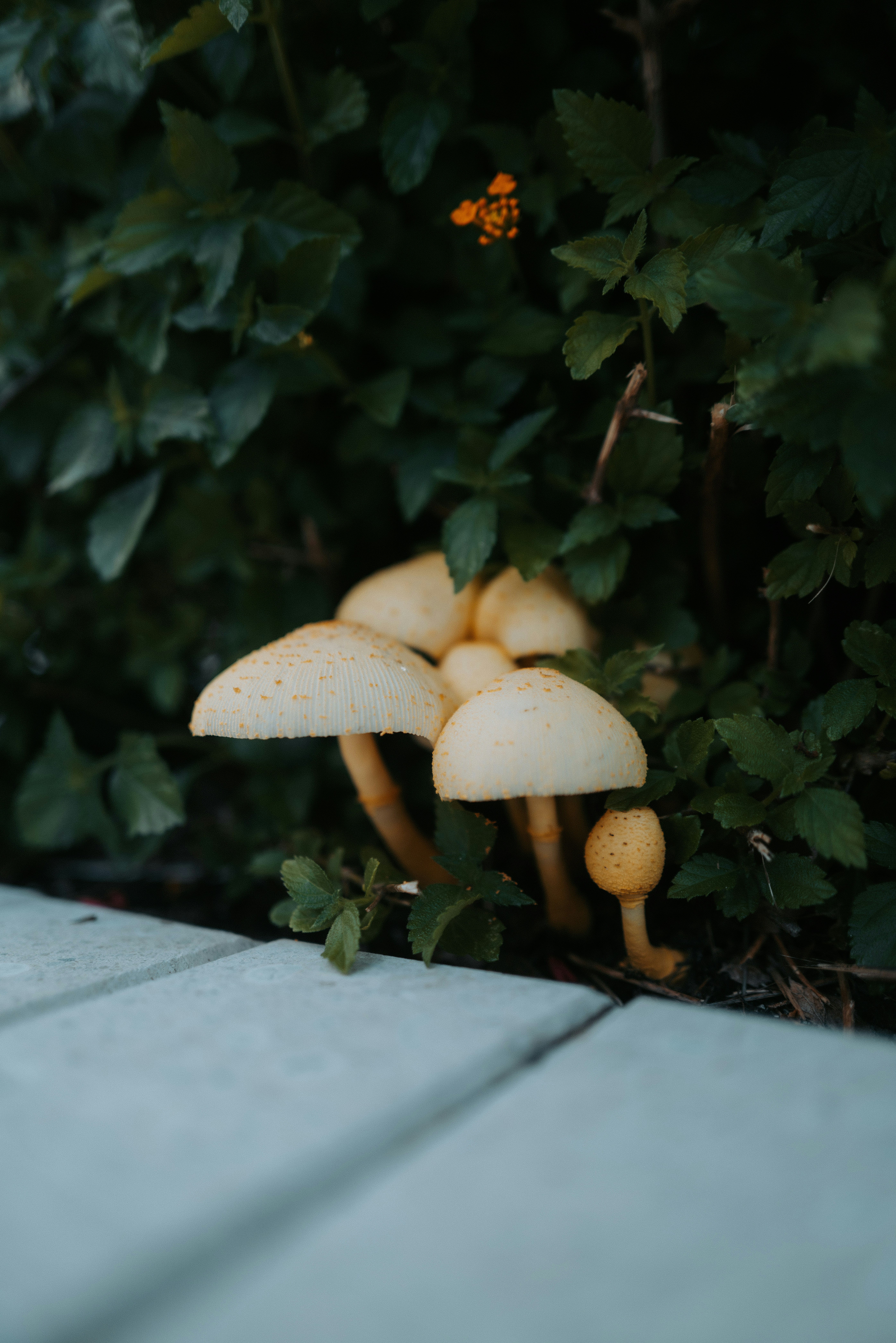 Whispers of the Forest Floor