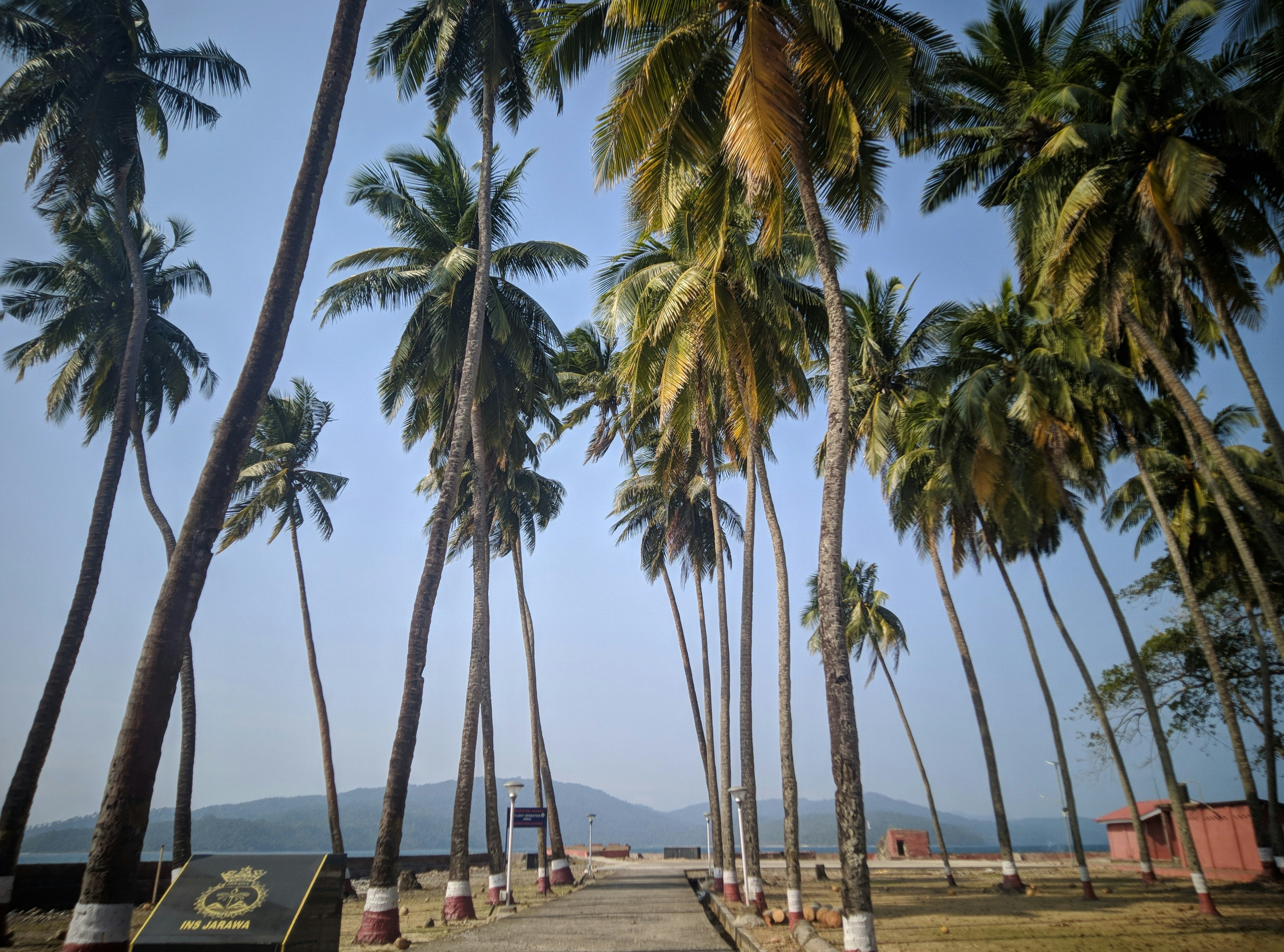 Tall palm trees line a serene pathway leading towards distant mountains under a clear blue sky.