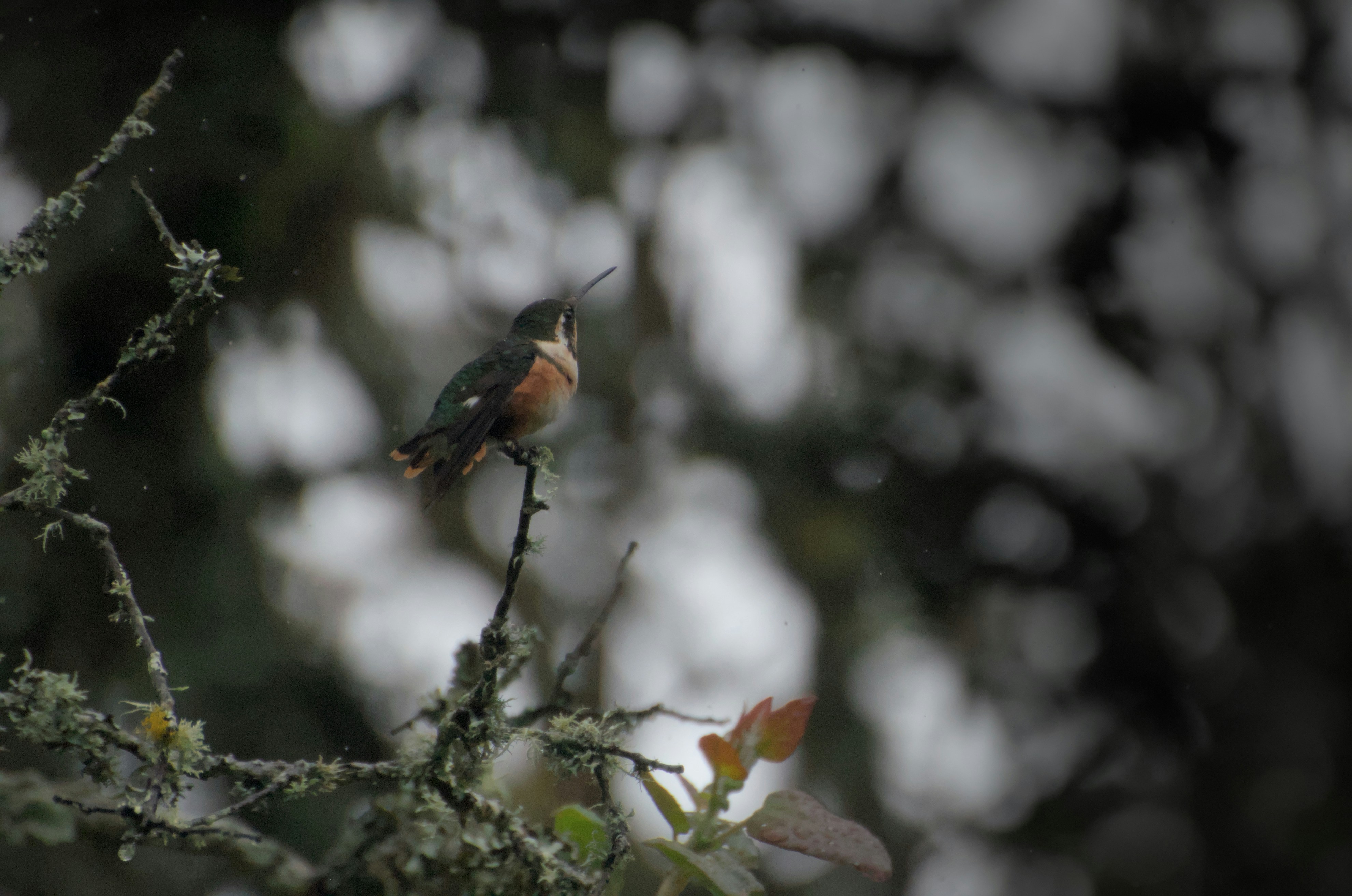 A small, vibrant bird perched delicately on a moss-covered branch, surrounded by a blurred, soft-focus backdrop of foliage. Its striking colors contrast with the muted environment.