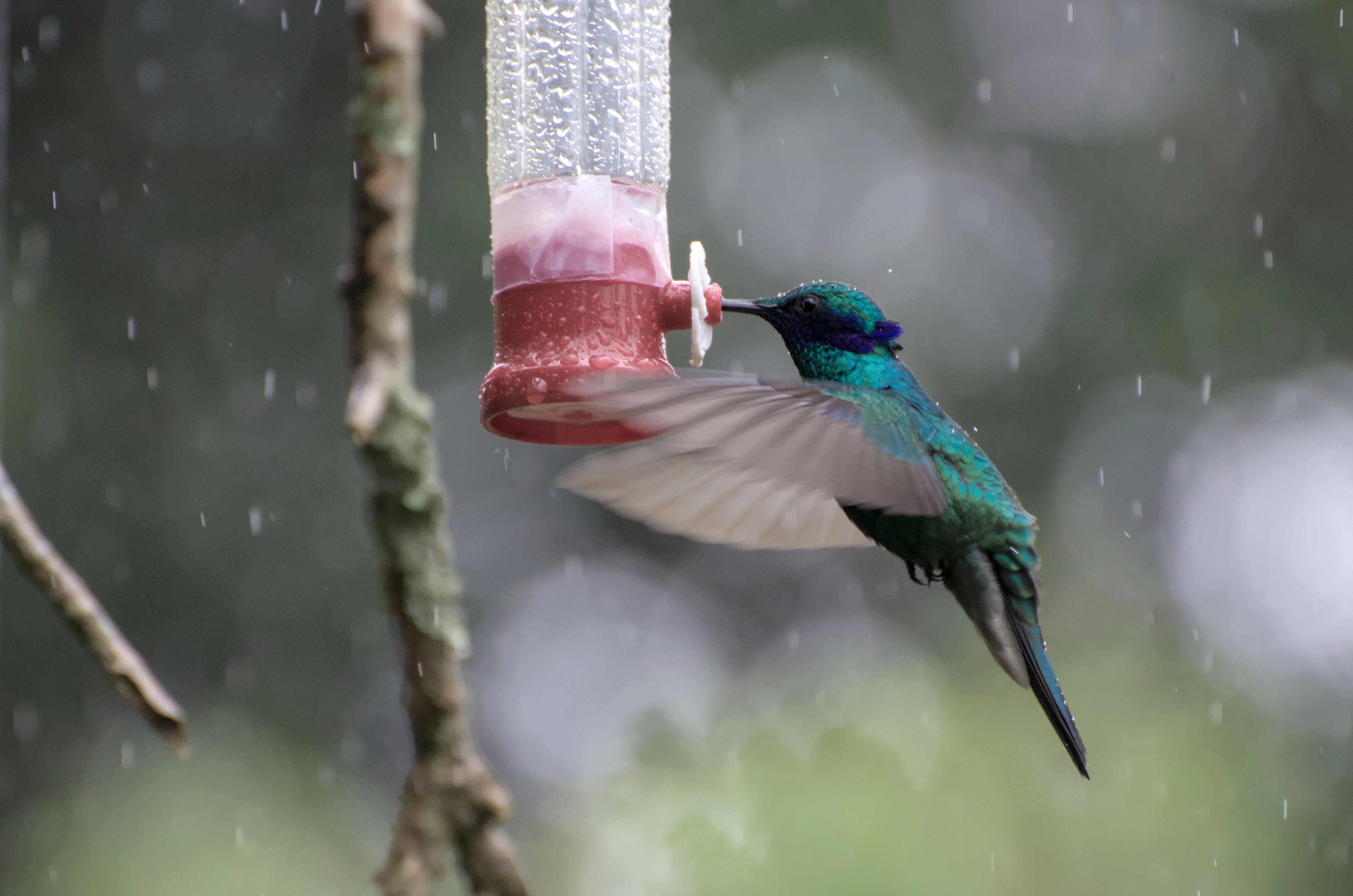 Sparkling Violetear In Action. A Sparkling Violetear feeds from a hummingbird feeder in a rainy day.