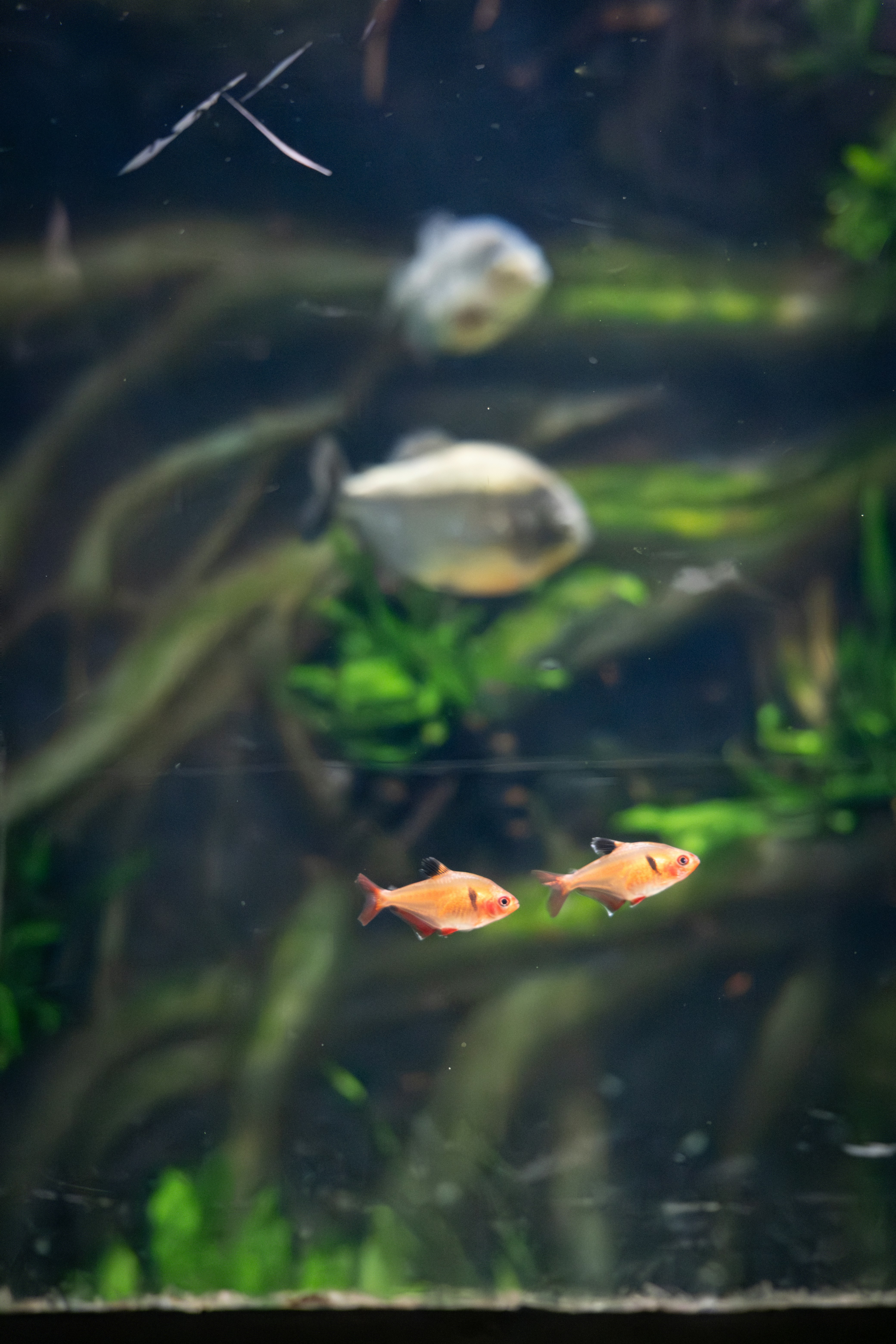 Two small orange fish swim in the aquarium. photo – Free Sea Image on ...