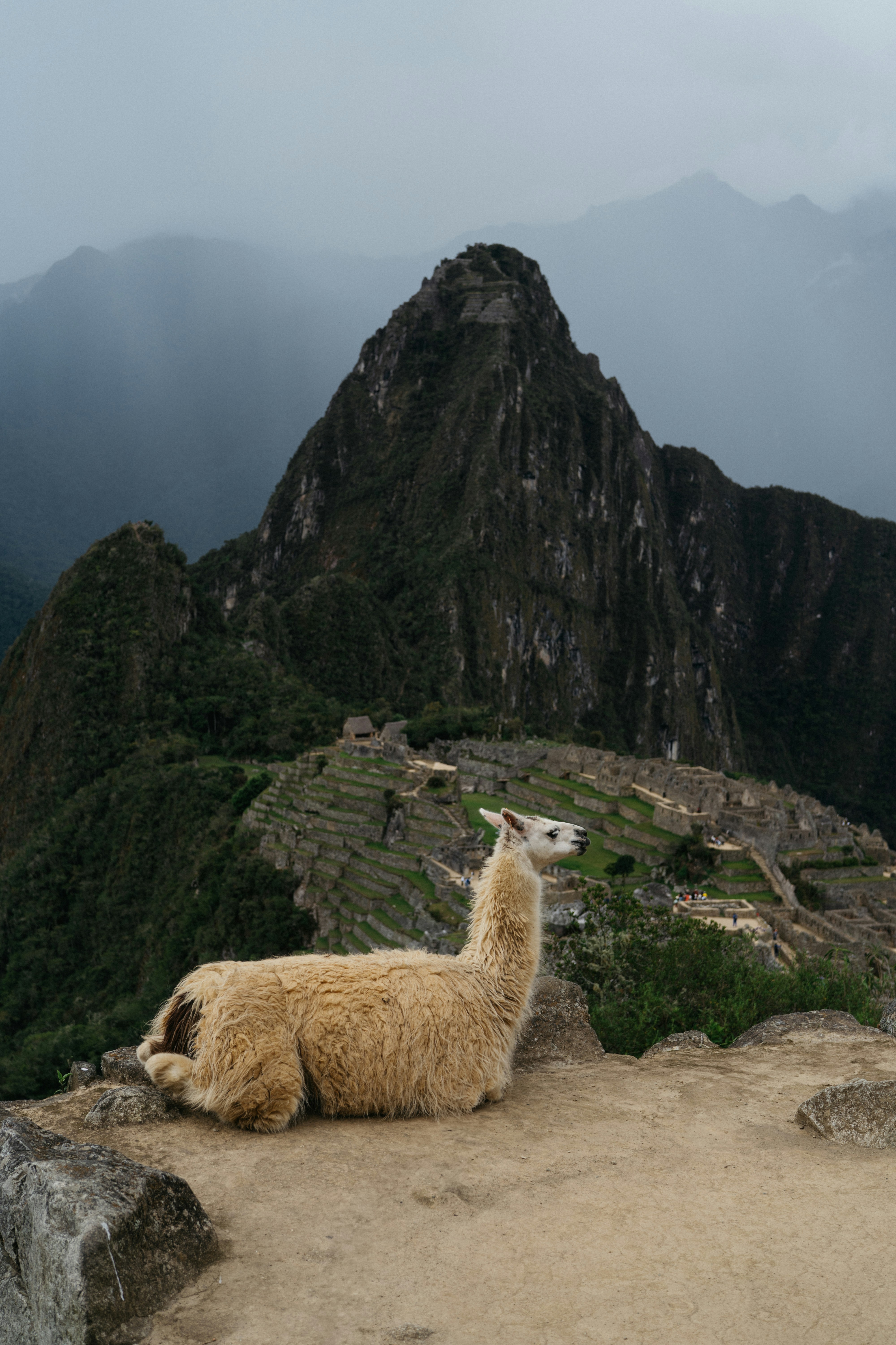 Llama on the Verge Over Machu Picchu's Terraced Spine
