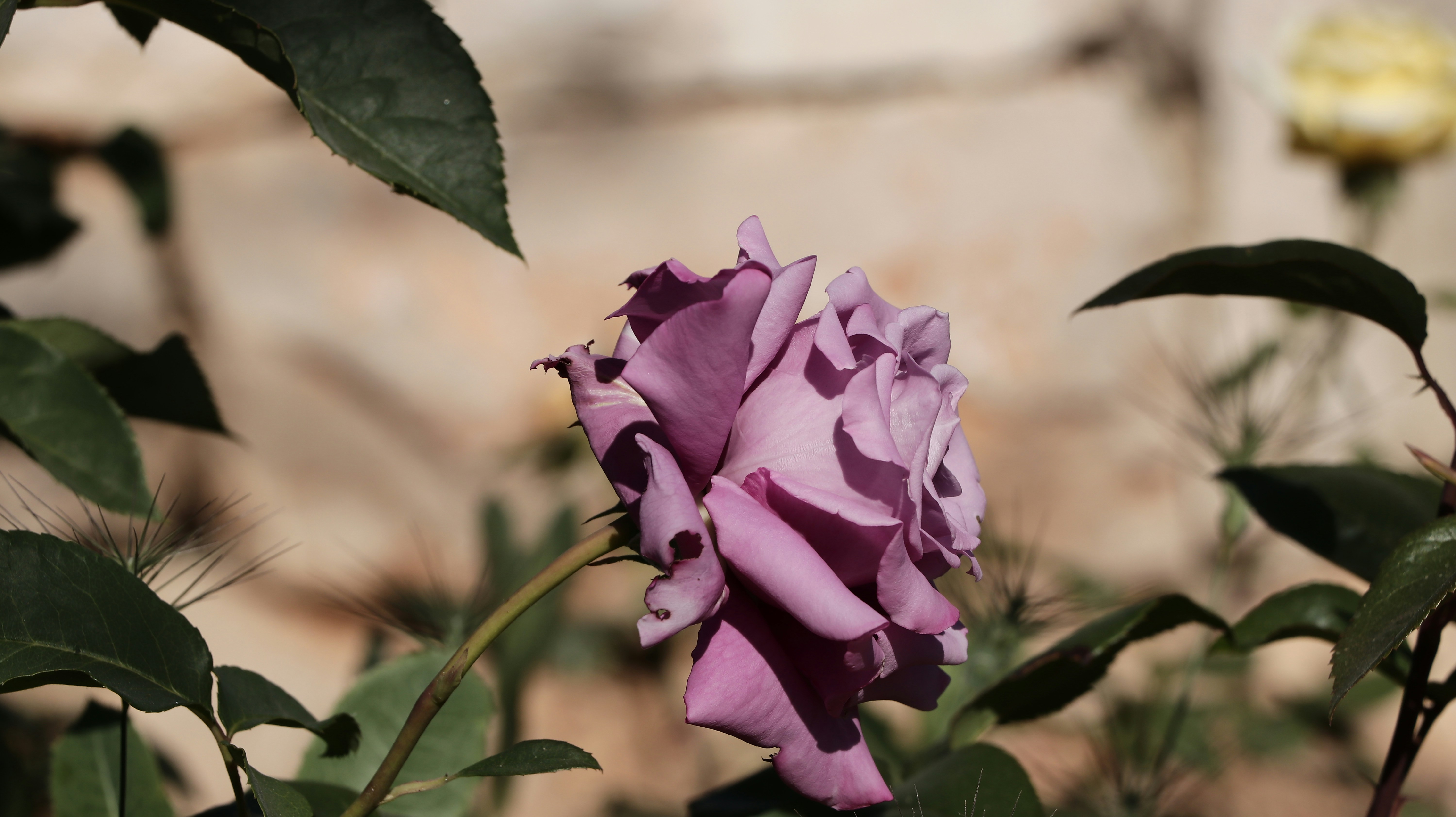 Violet Rose in Focus: A Quiet Moment Amid Garden Walls