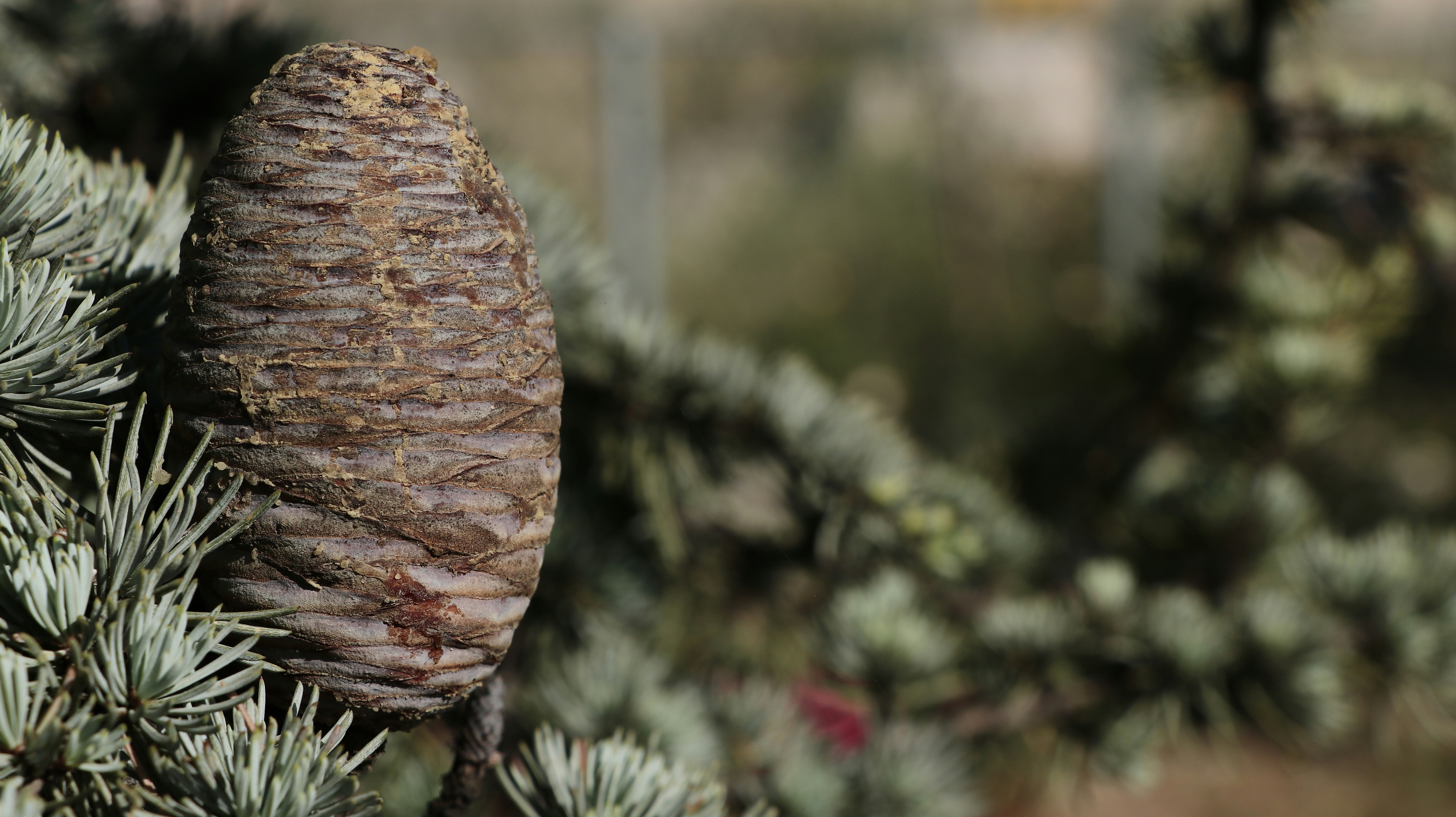Pinecone Sentinel Among Blue Spruce Needles