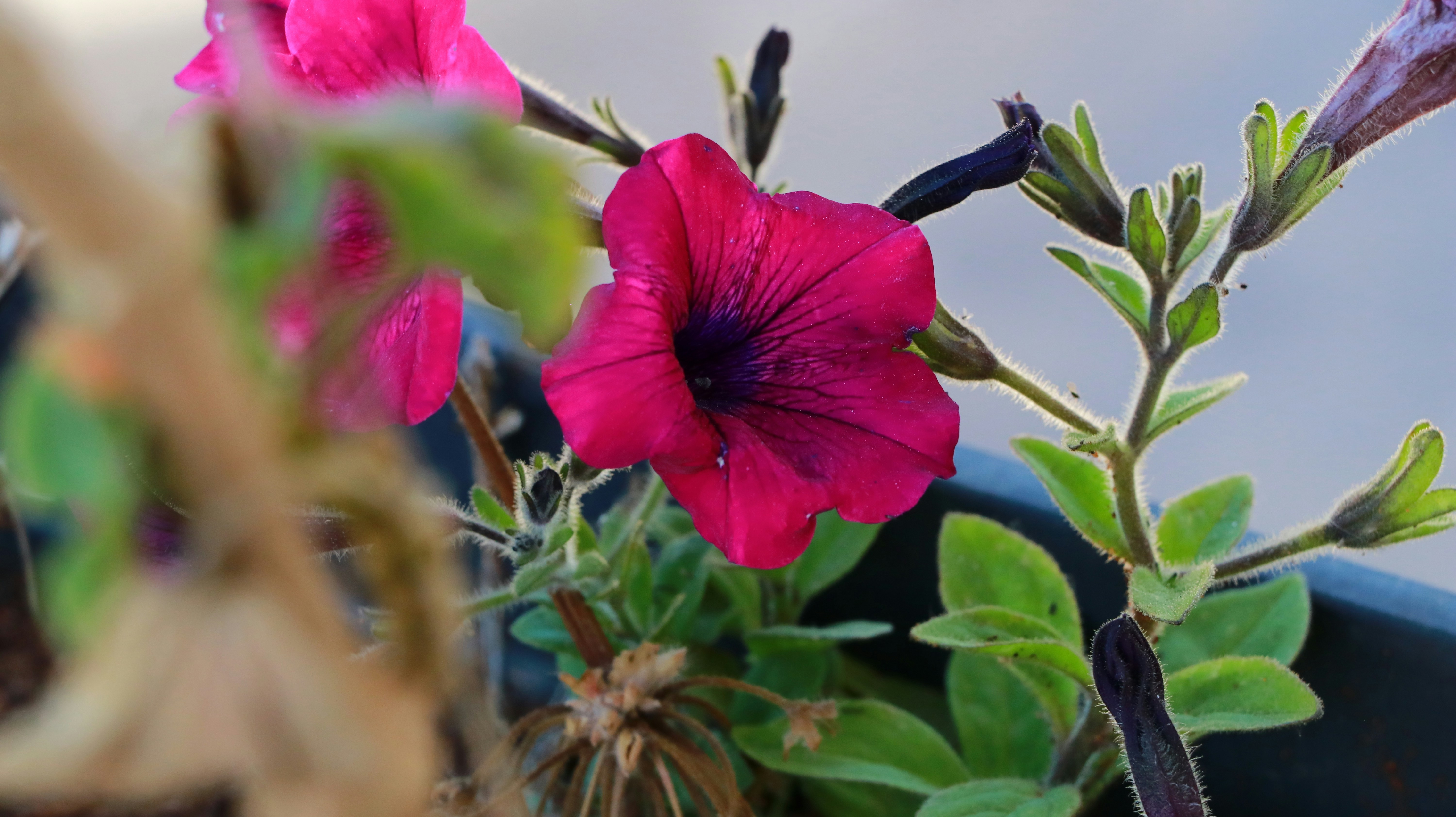 Magenta Petals in Focus: A Close-up of a Vivid Flower Cresting the Plant
