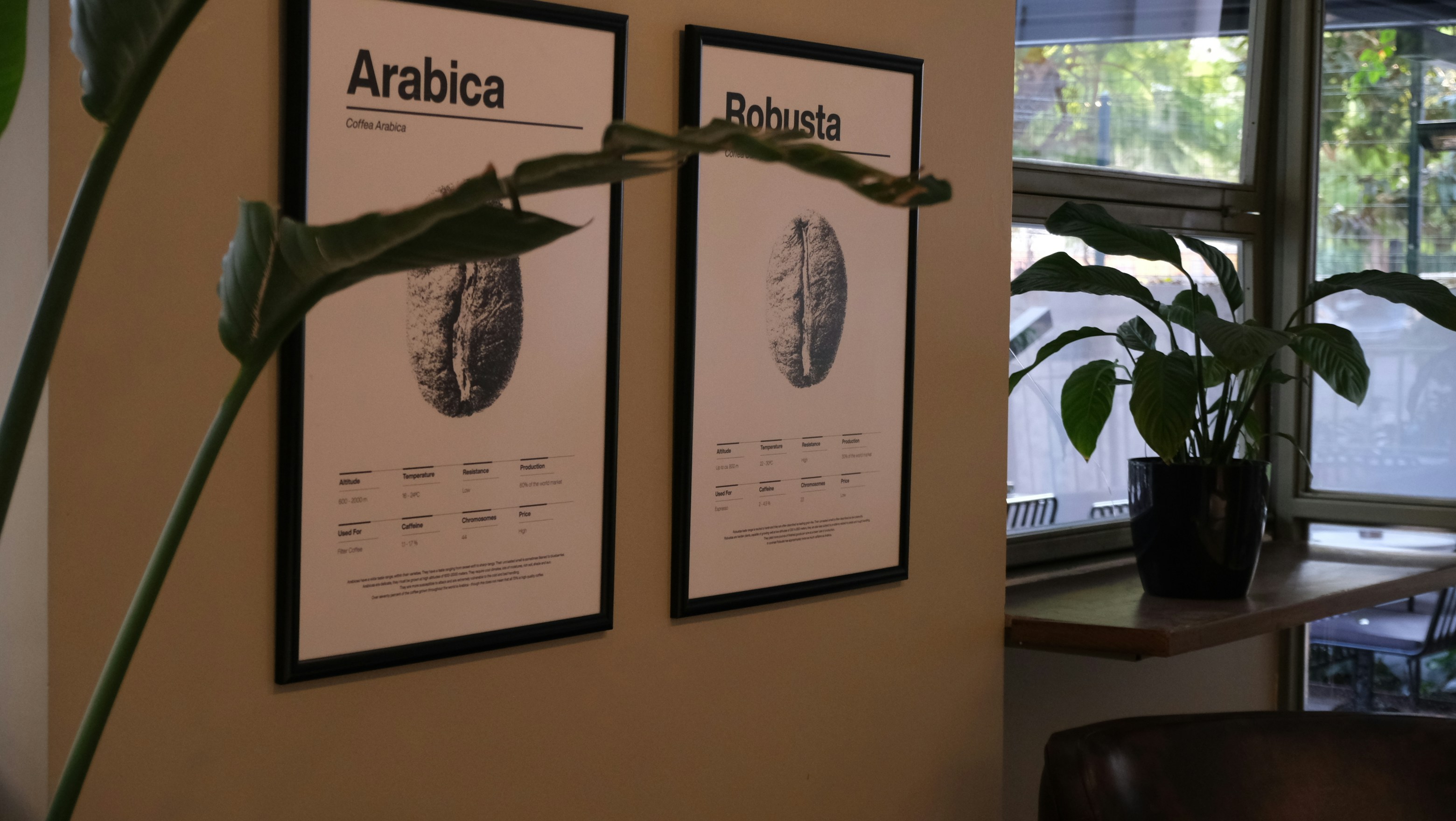 The Essence of Coffee: A Dual Exploration