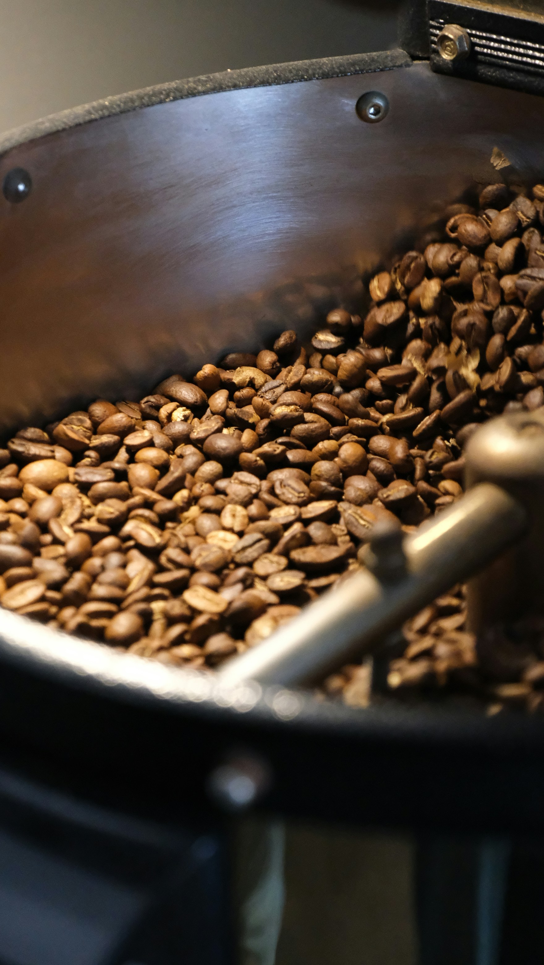 Close-up of roasted coffee beans inside a roasting machine. Fresh and aromatic. | Coffee beans roasting in a machine.
