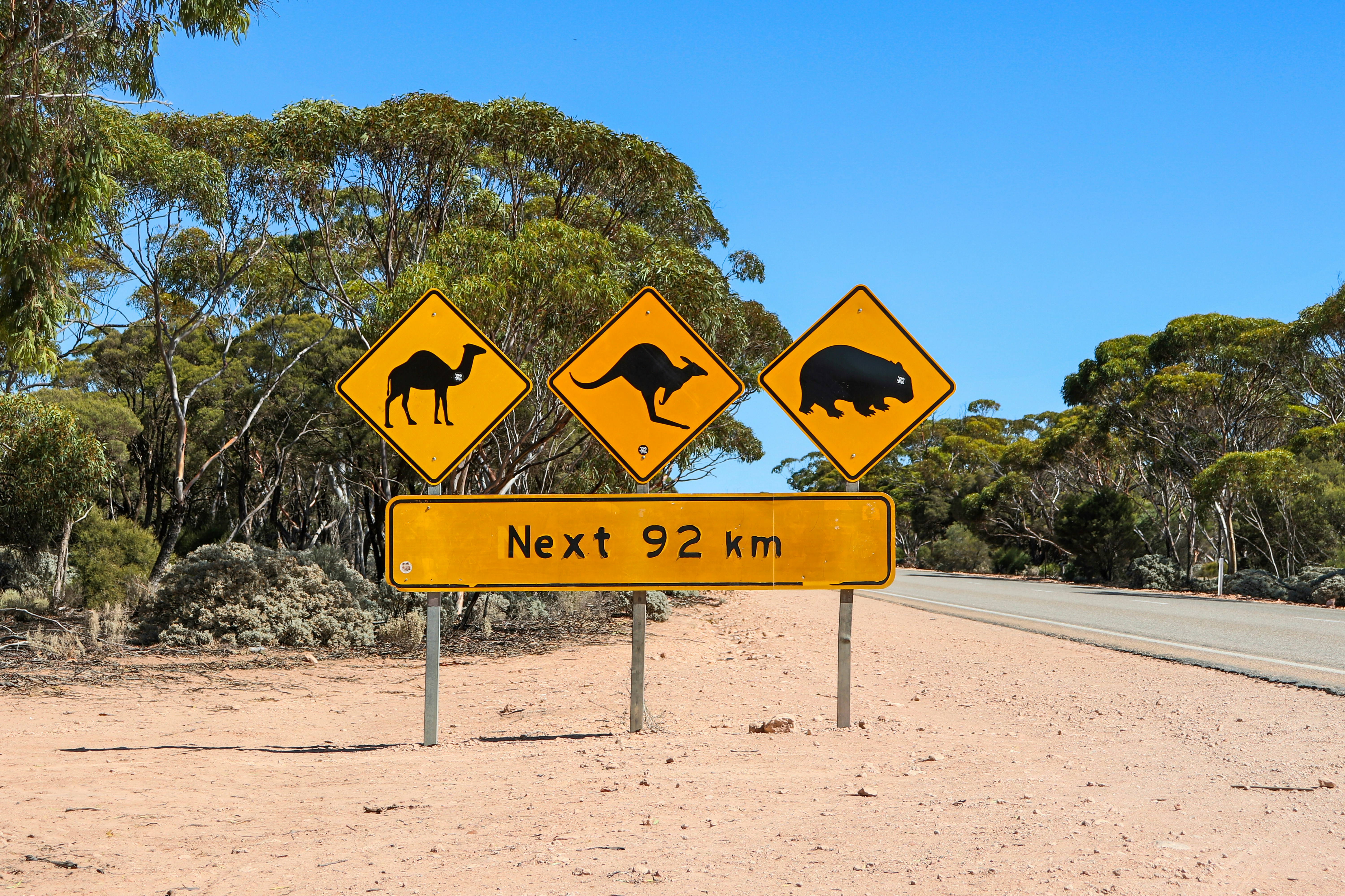 Desert Road Sign Trio Heralds Wildlife Crossing Ahead