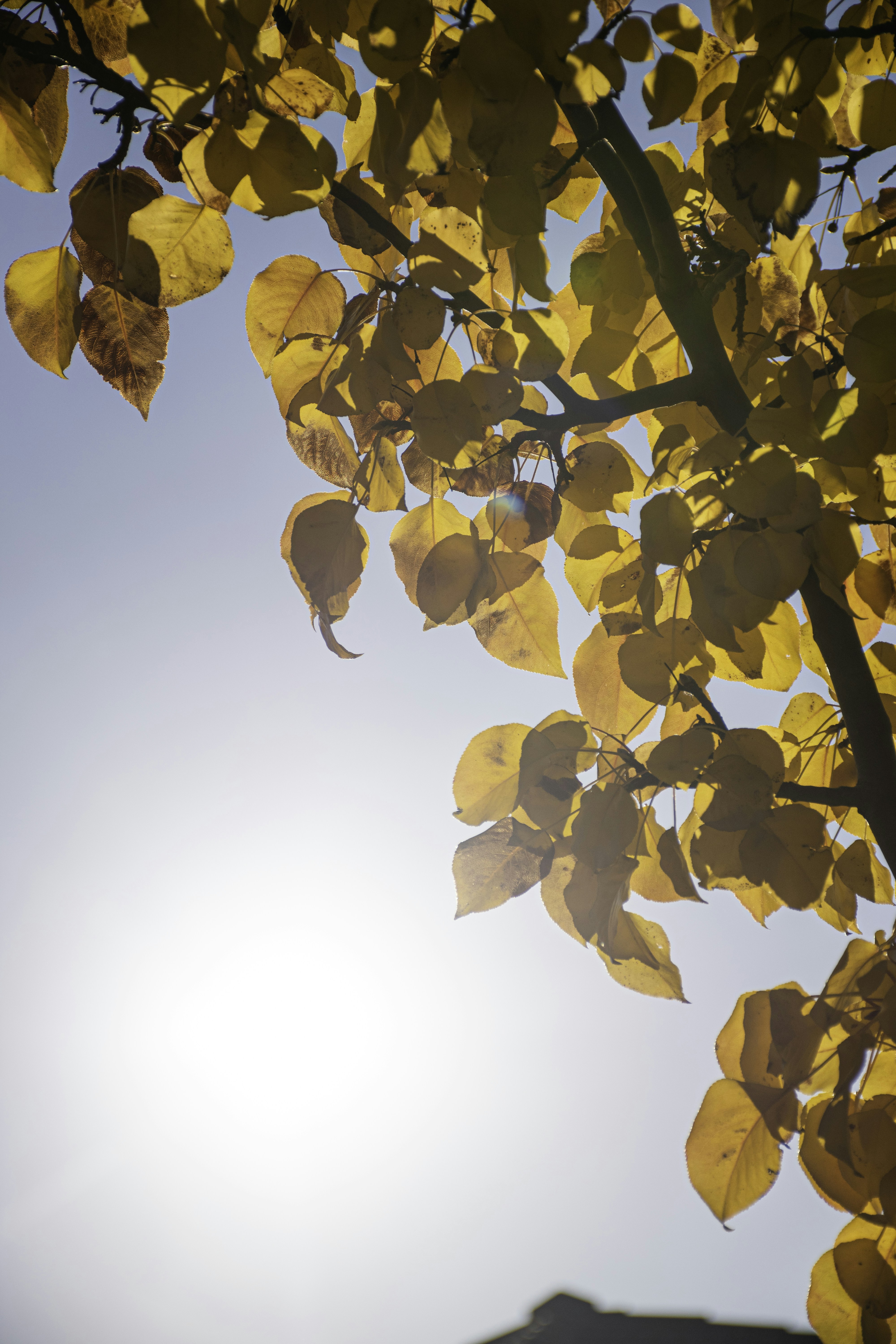 Vibrant yellow leaves silhouetted against a bright sunlit sky, creating a warm and inviting atmosphere.