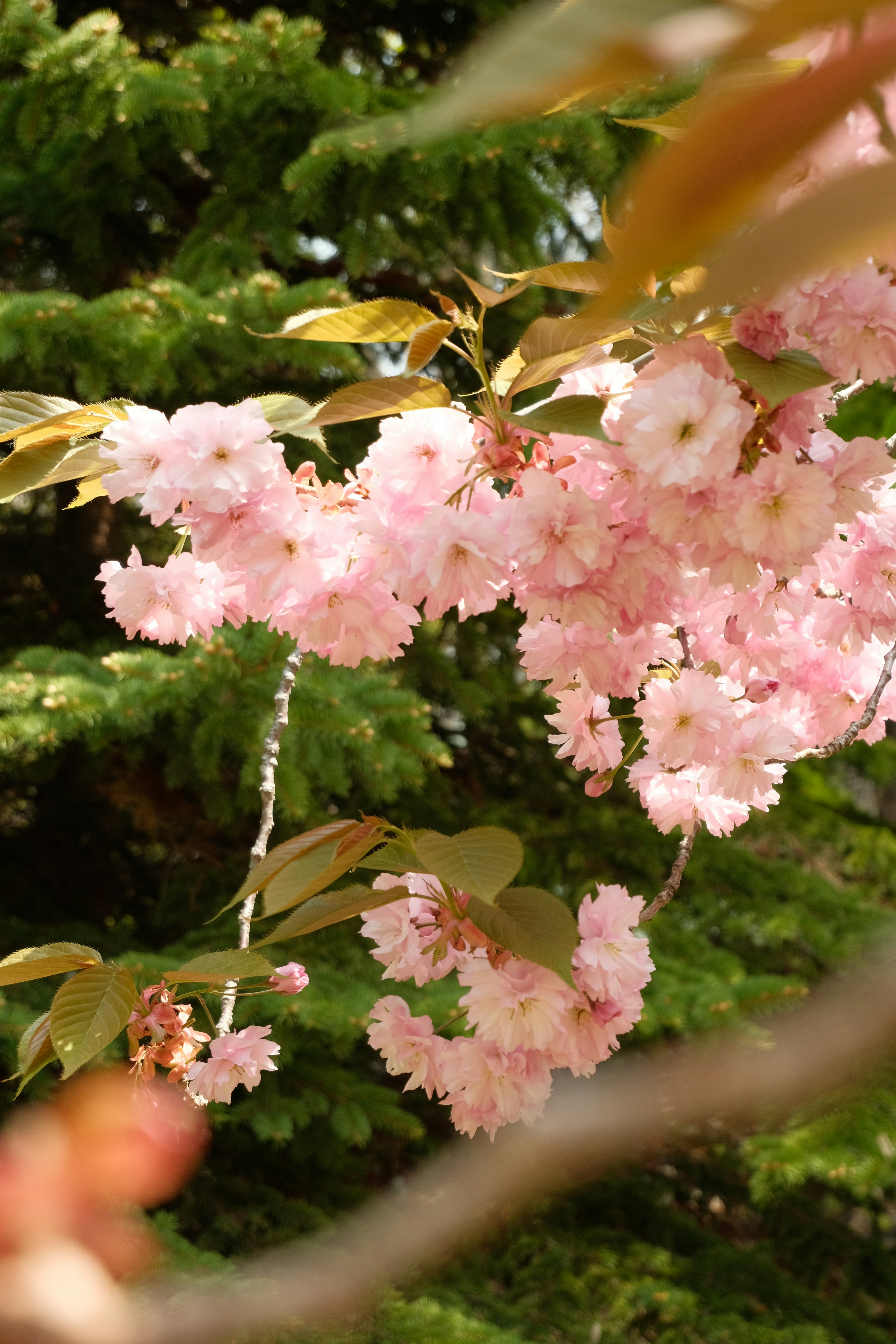 Sunlit Pink Cherry Blossoms Framing a Quiet Green Backdrop