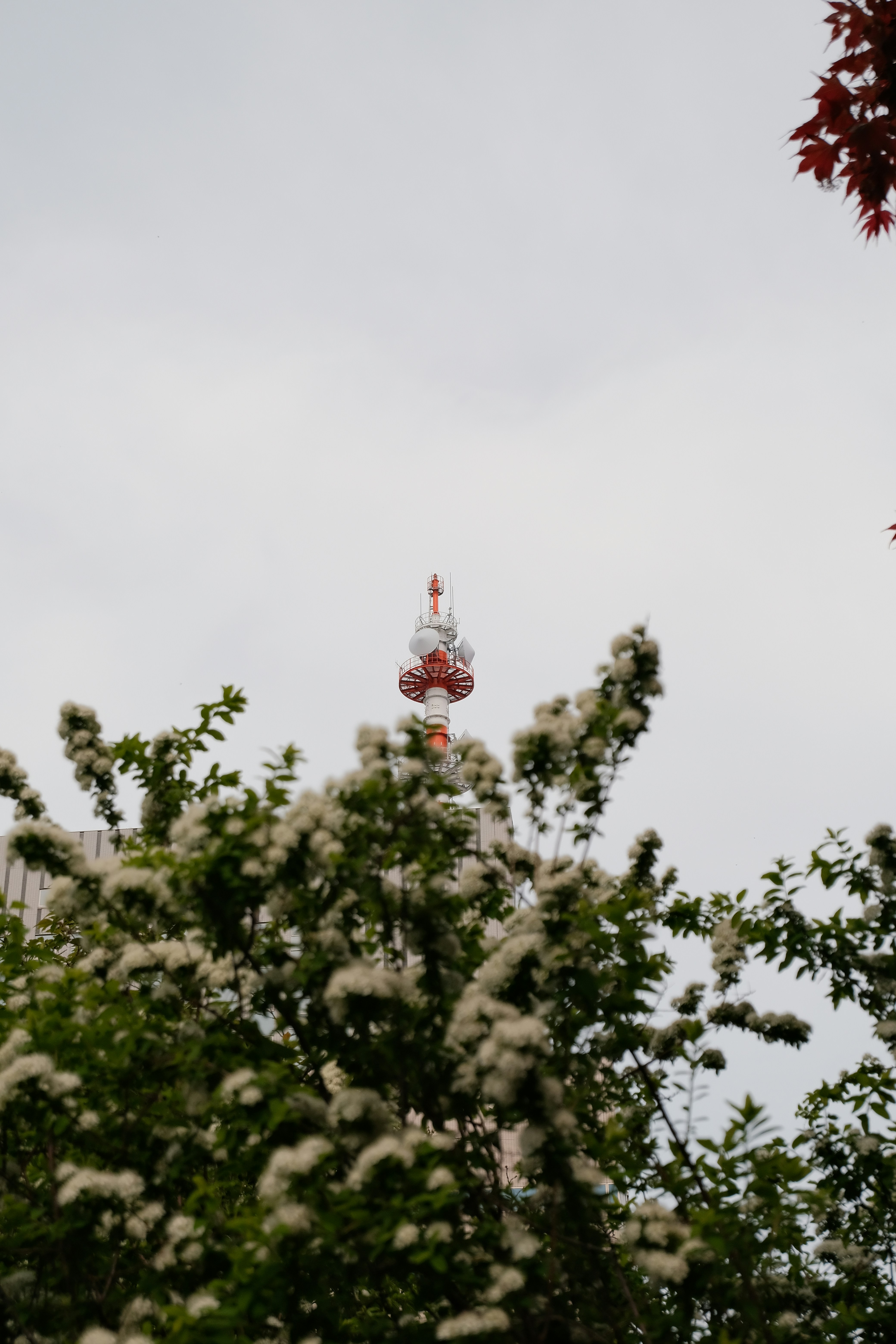 Midrise Signal: Antenna Rising Through Spring Blossoms