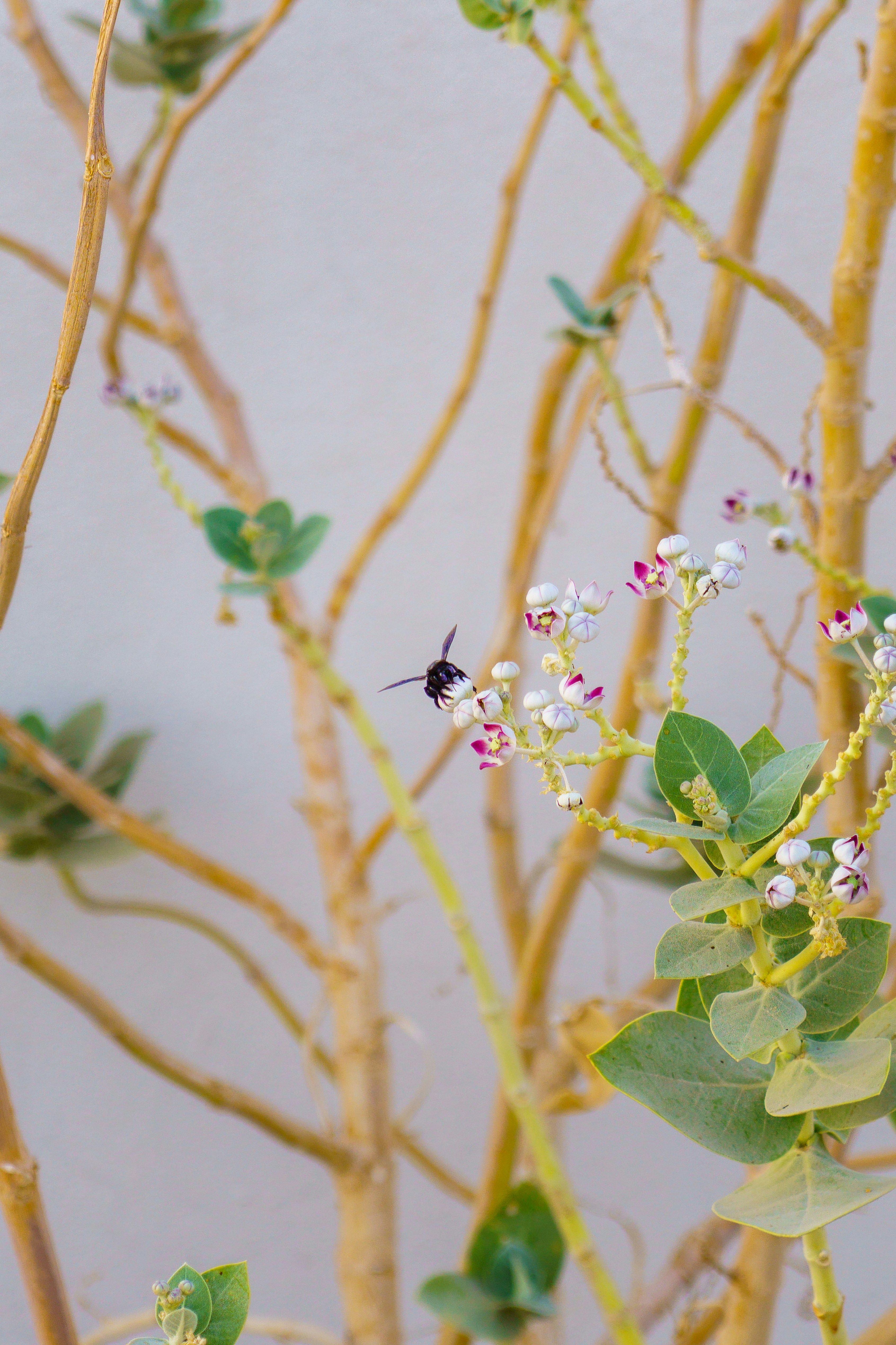A small spider rendezvous on flowering sprigs against a pale backdrop