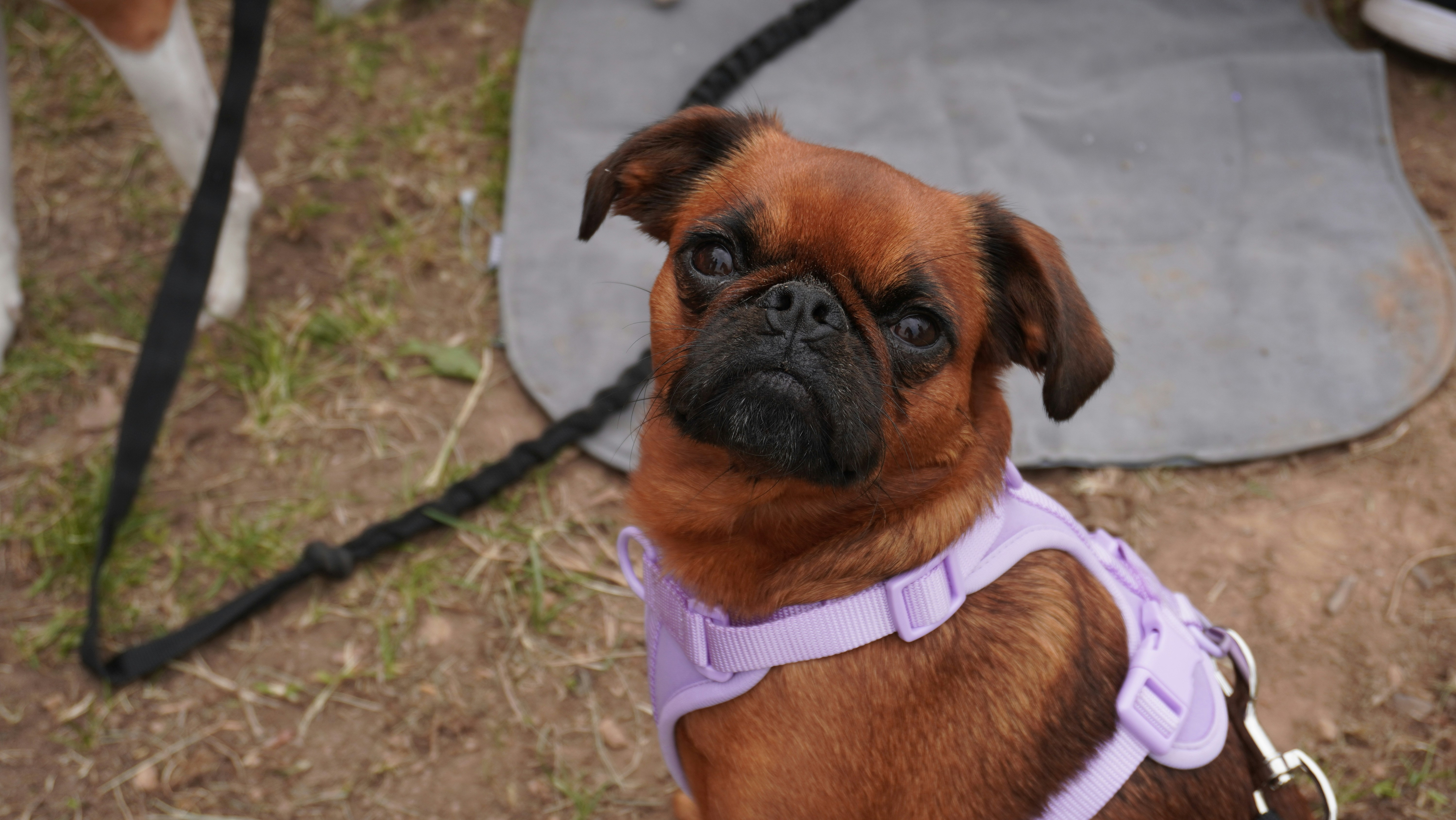 Curious Pup in Lavender Harness Under Outdoor Light