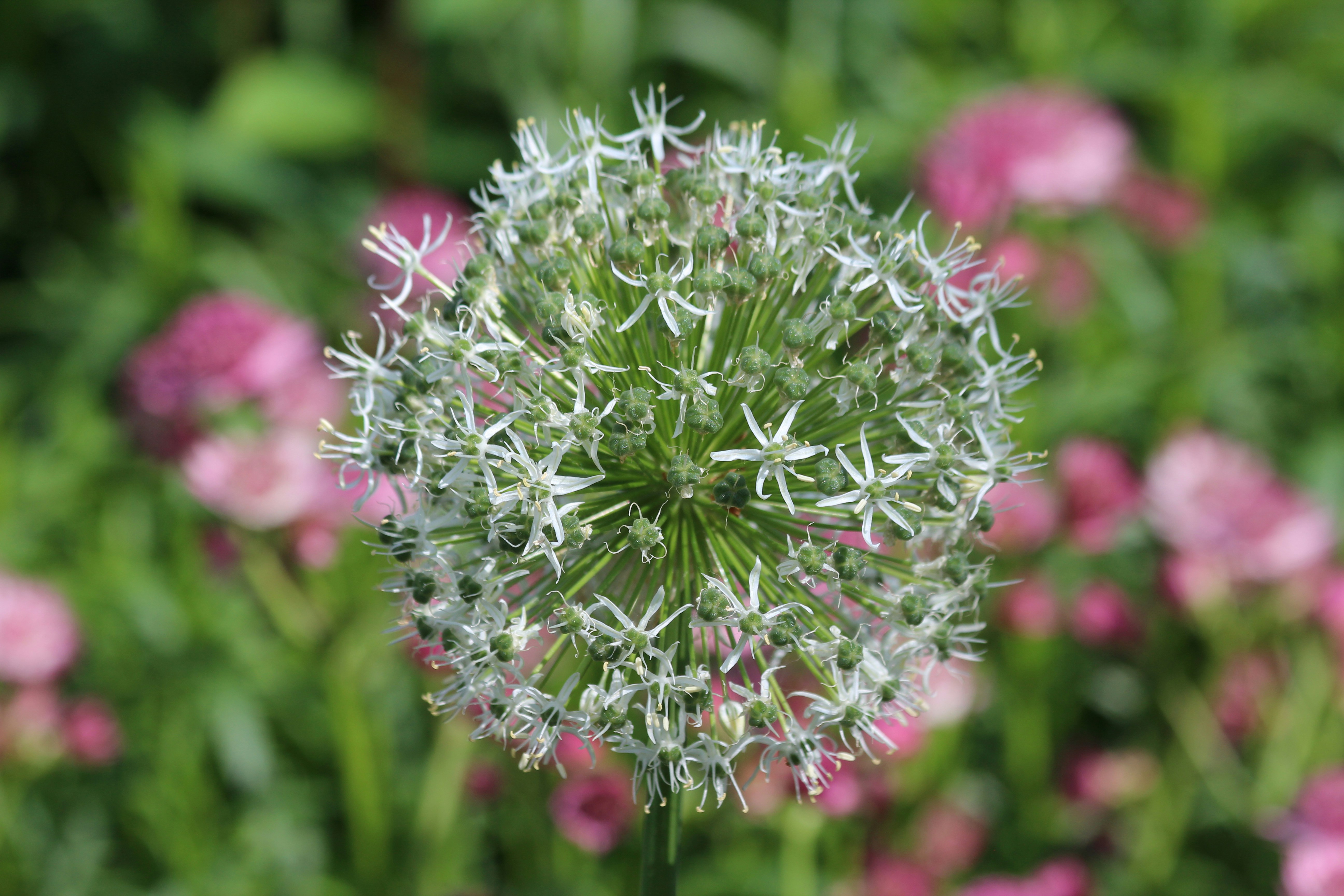 White Allium Globe: Microcosm of Starry Petals in a Pink Garden Backdrop