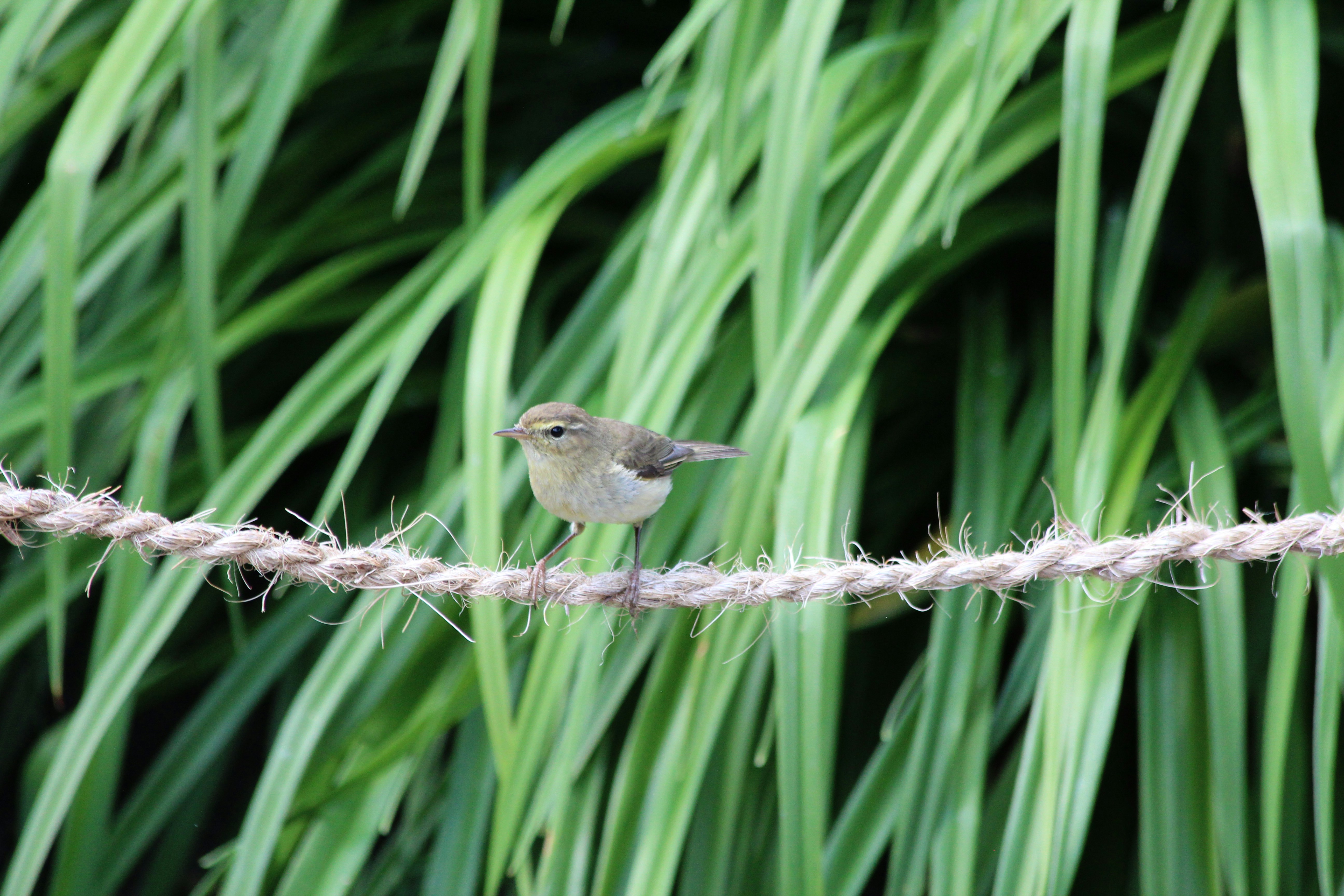 Tiny Resilient Singer Perched on a Bristled Rope