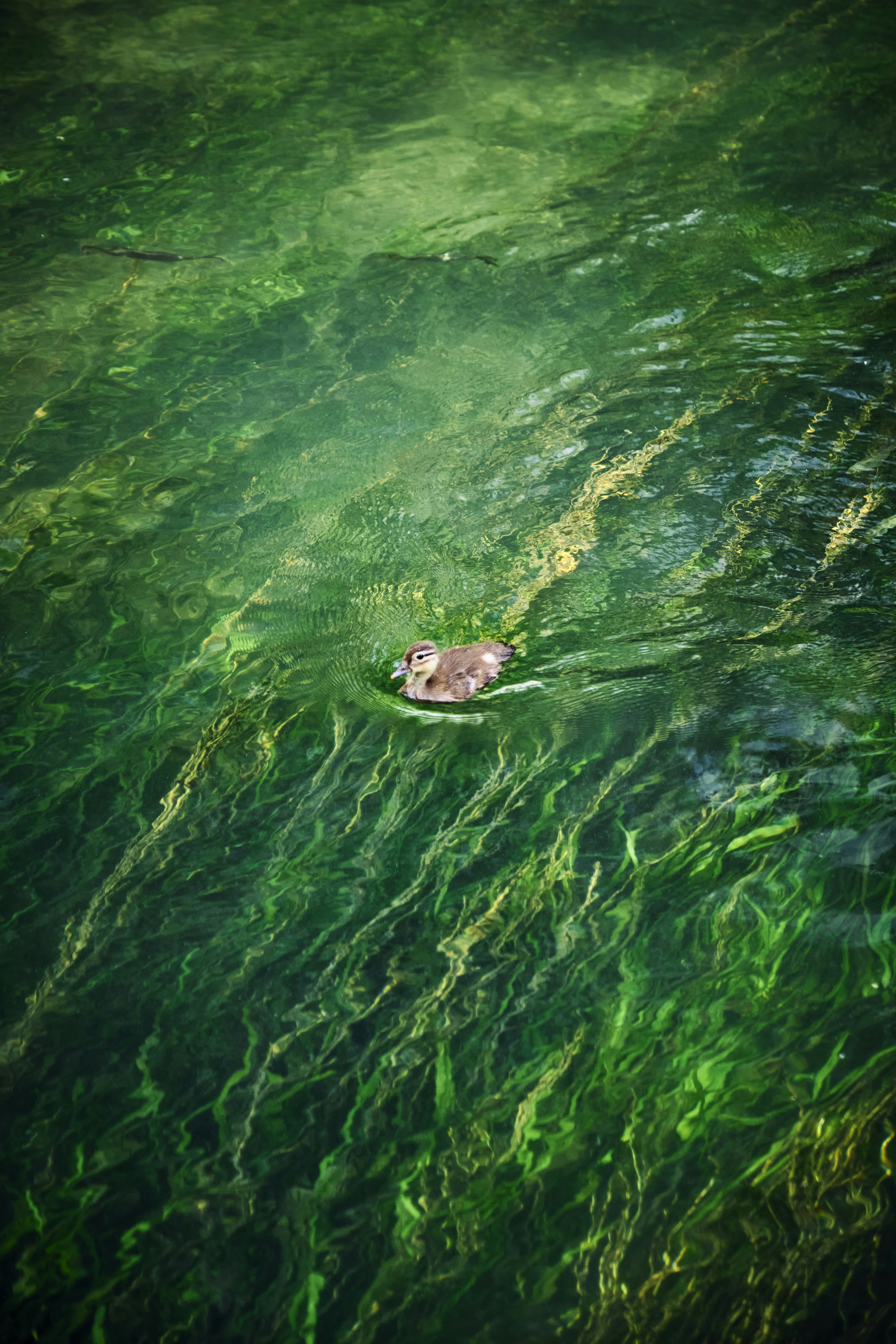 A duckling swims in the emerald, green water. photo – Free Wallpaper ...