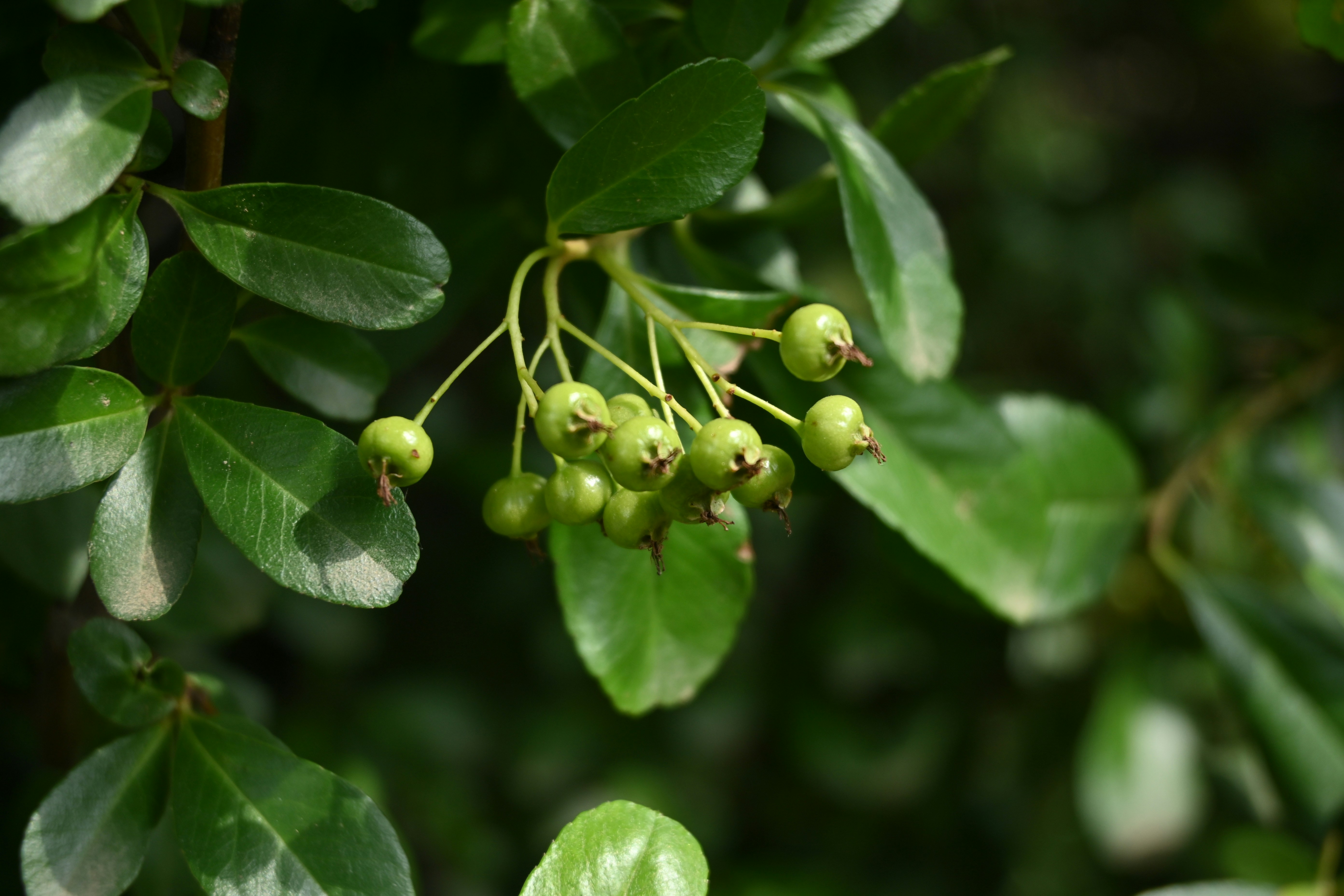 紫阳公园绿化带