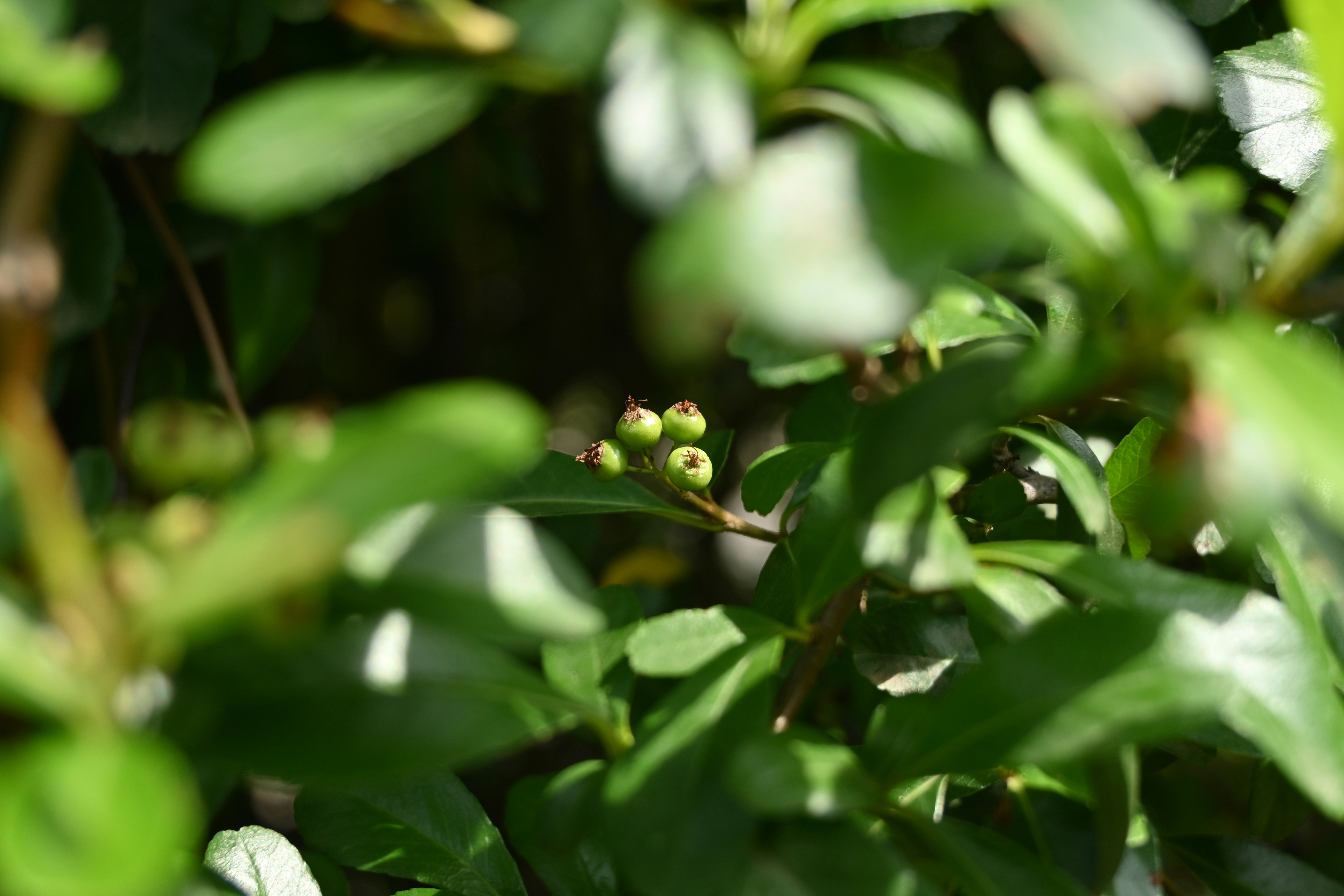 紫阳公园绿化带