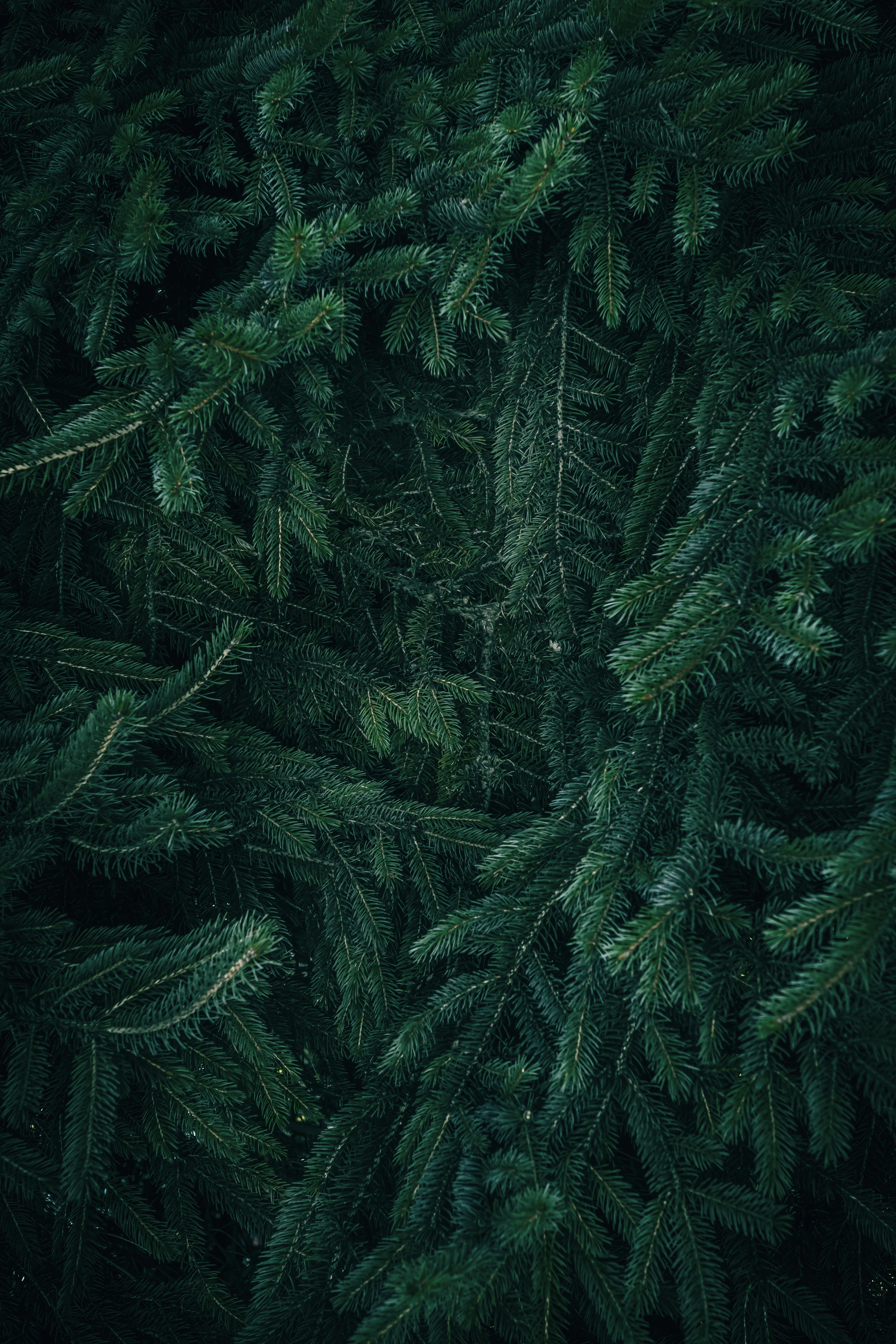 A close up of evergreen Spruce branches | Dense green branches of a coniferous tree.