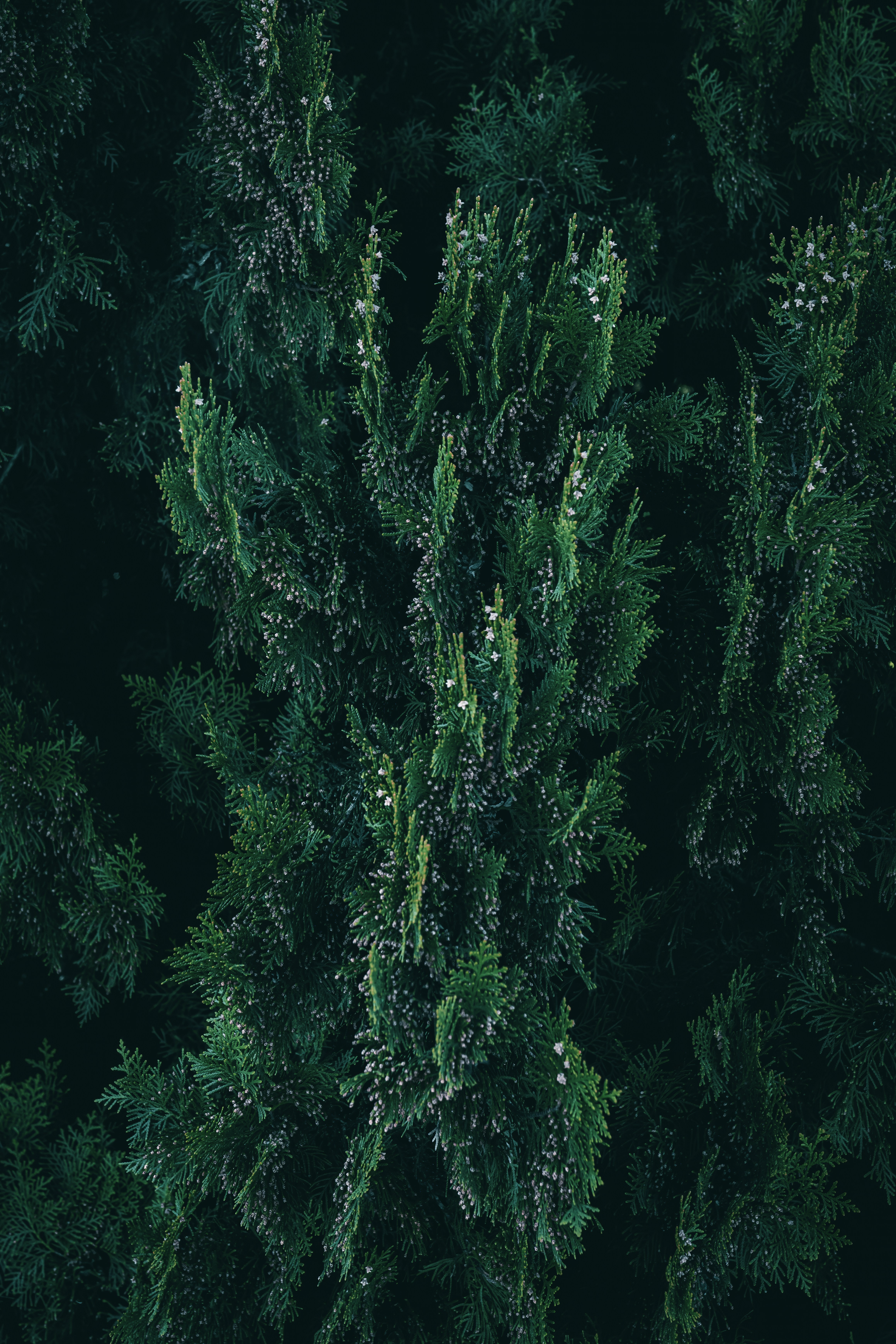 Emerald Canopy: A Tapestry of Nature
