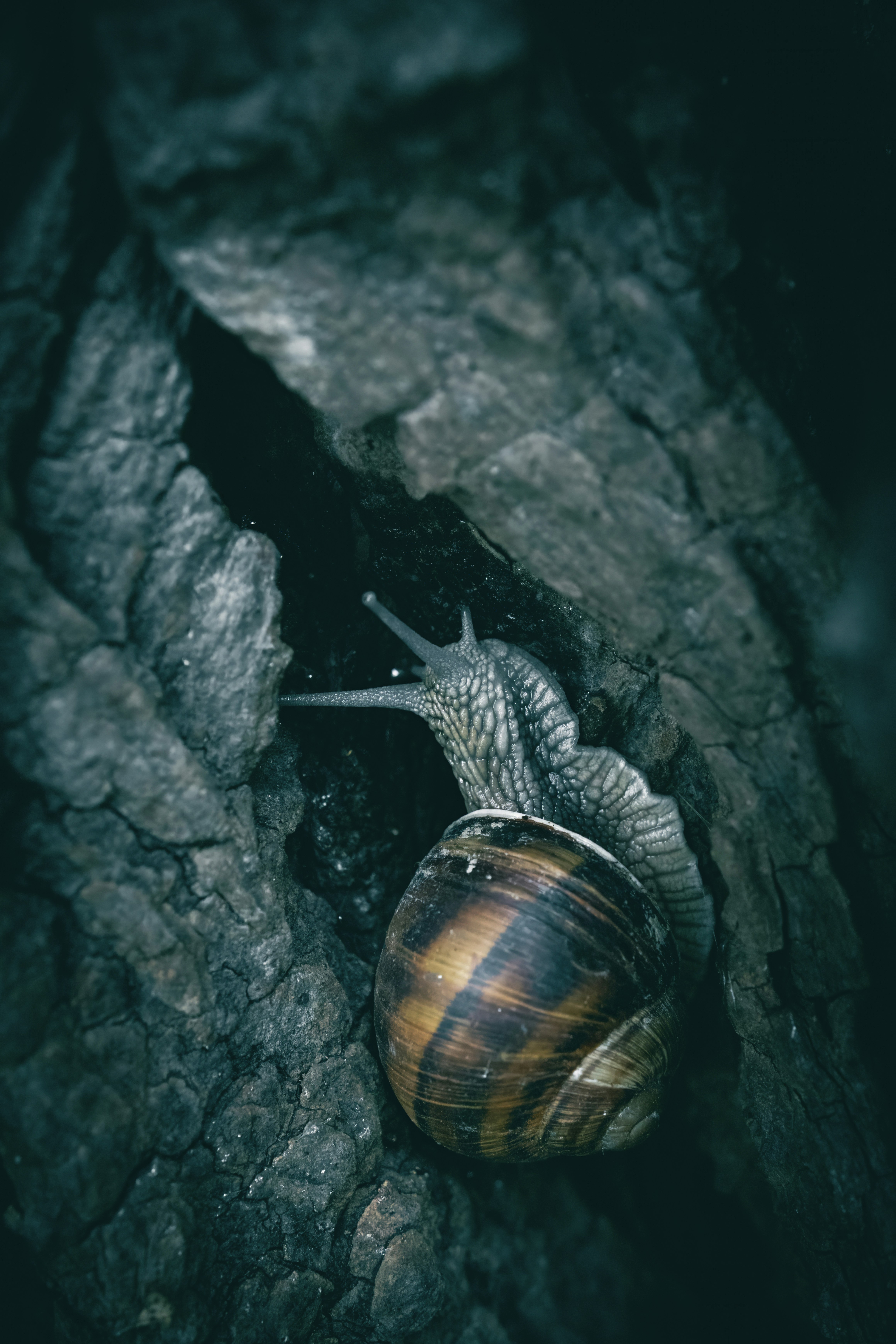 Nature's Slow Journey: The Snail's Retreat