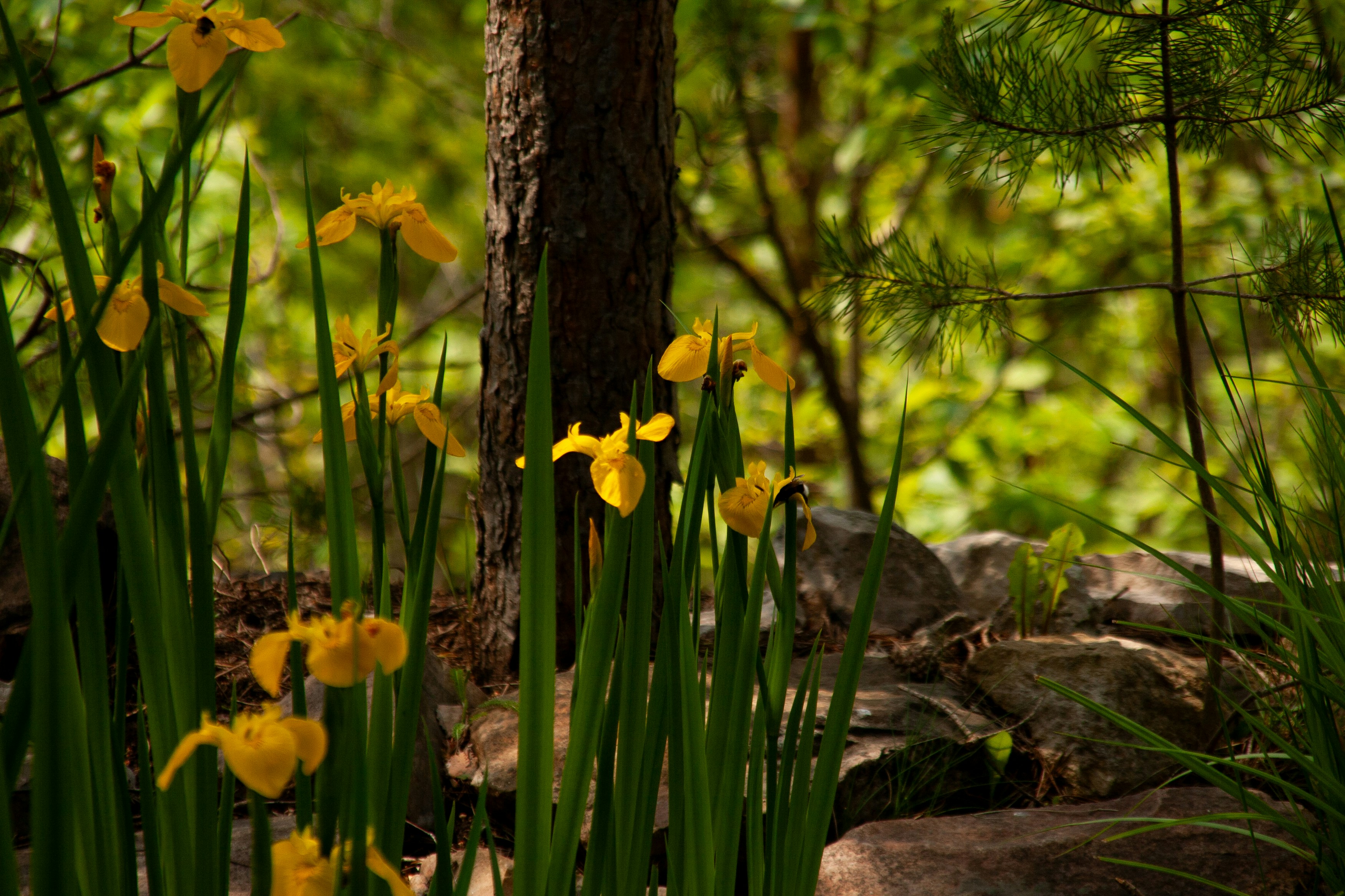 A cluster of vibrant yellow irises blooming in a forest clearing, surrounded by rocks and bathed in soft natural sunlight.