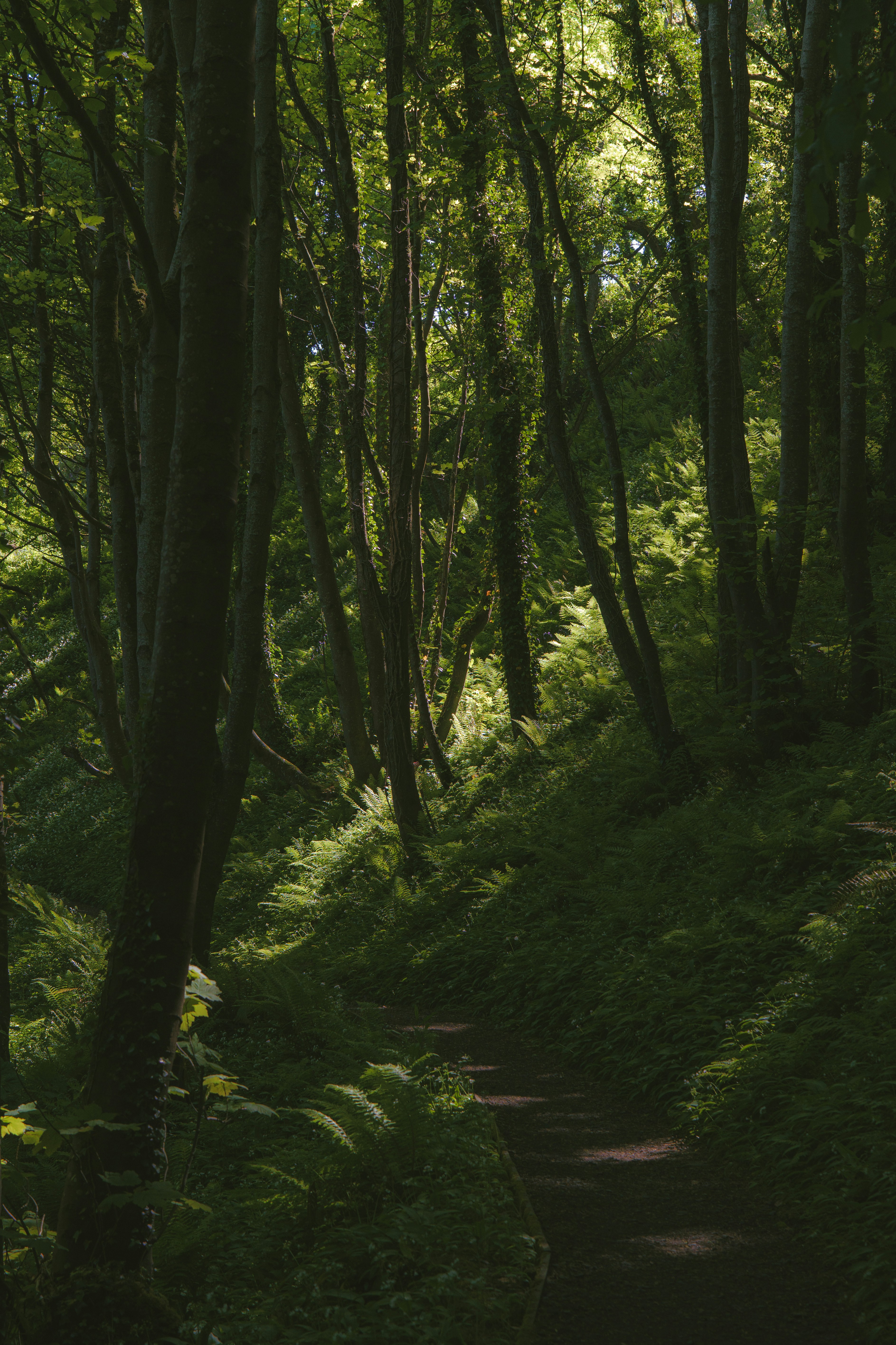 Sun shines through to the forest floor and path