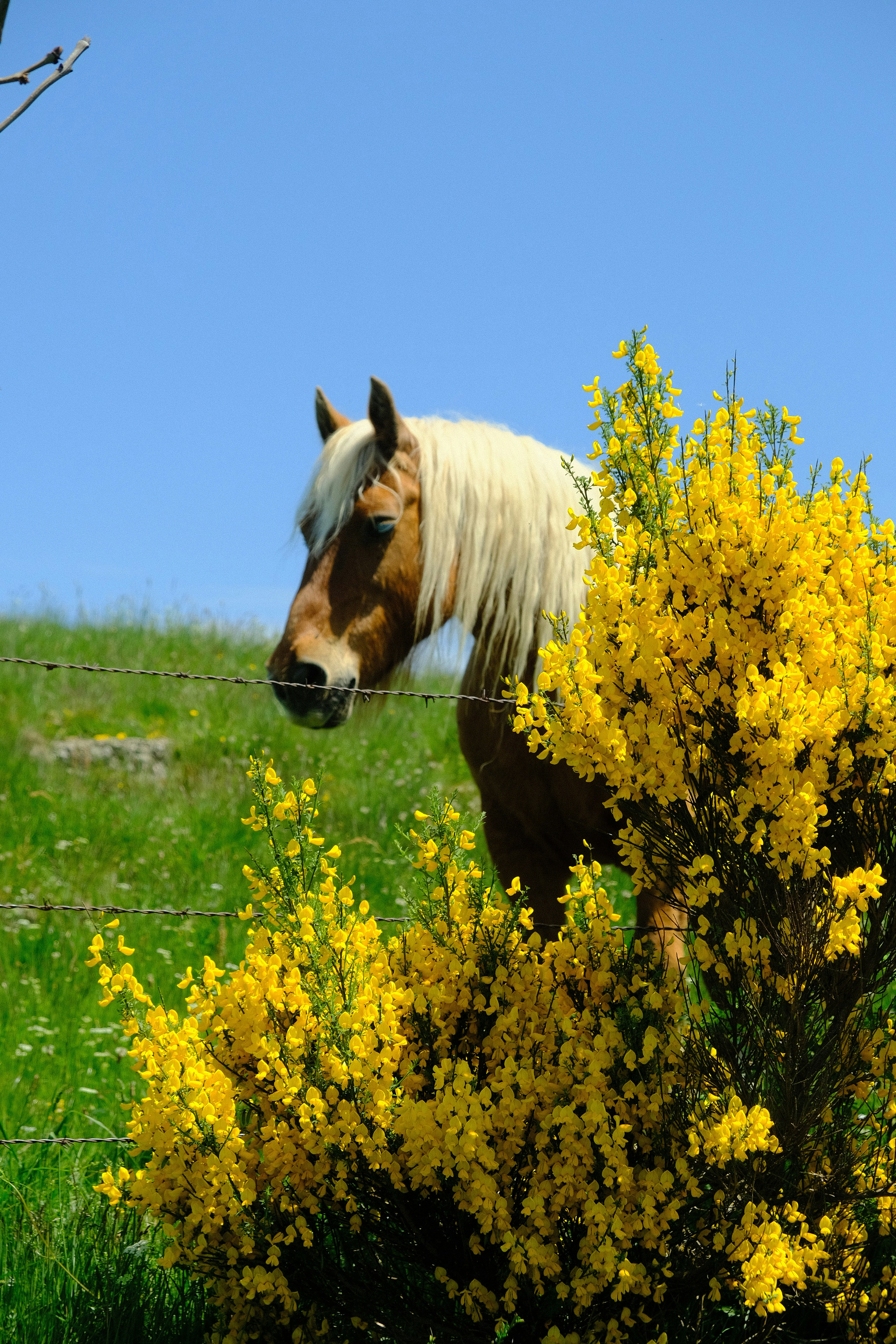 Palomino Among Golden Blossoms Under a Cerulean Sky