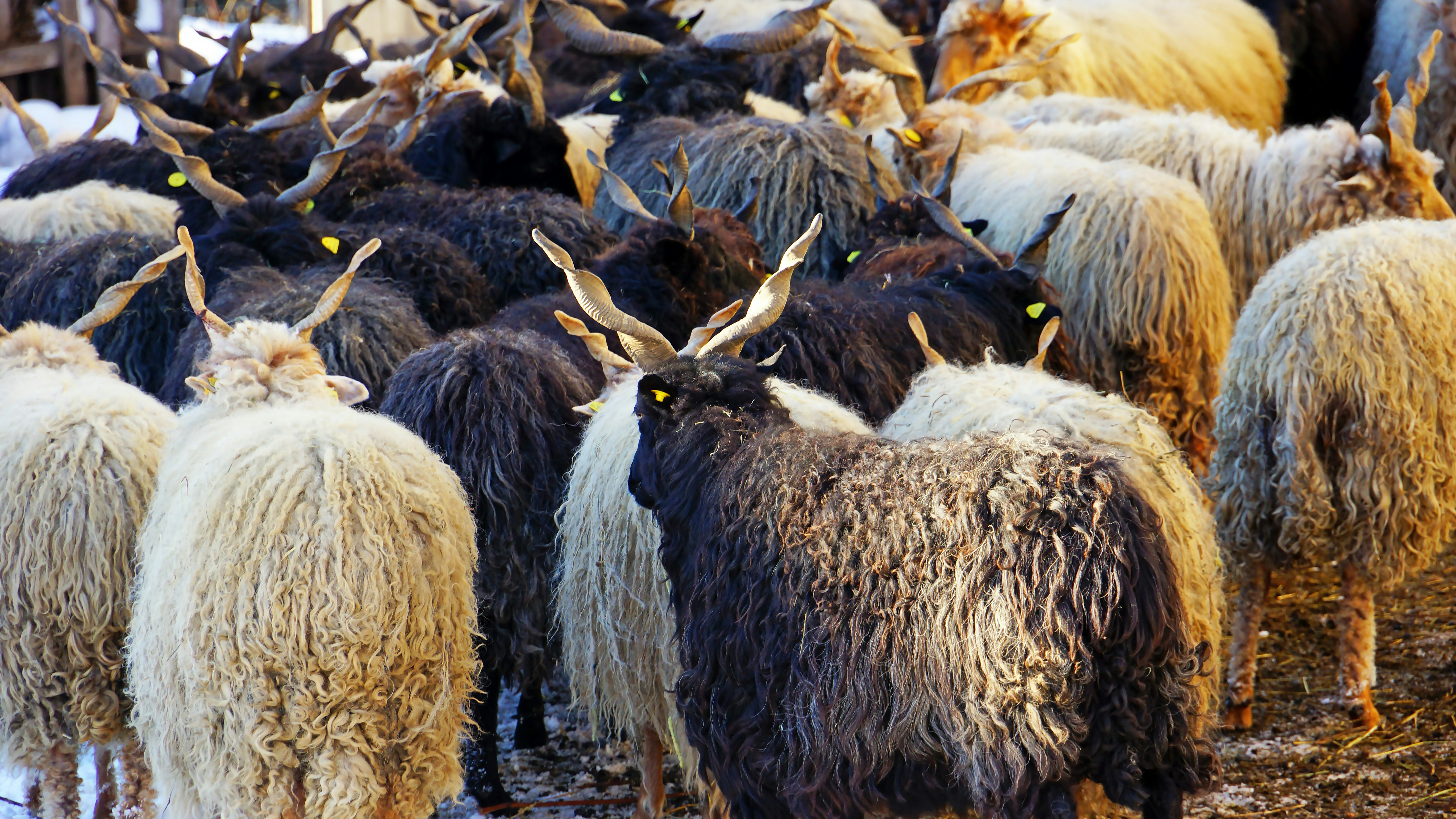 Central Yak Cluster in Mud: Textured Fur and Curved Horns