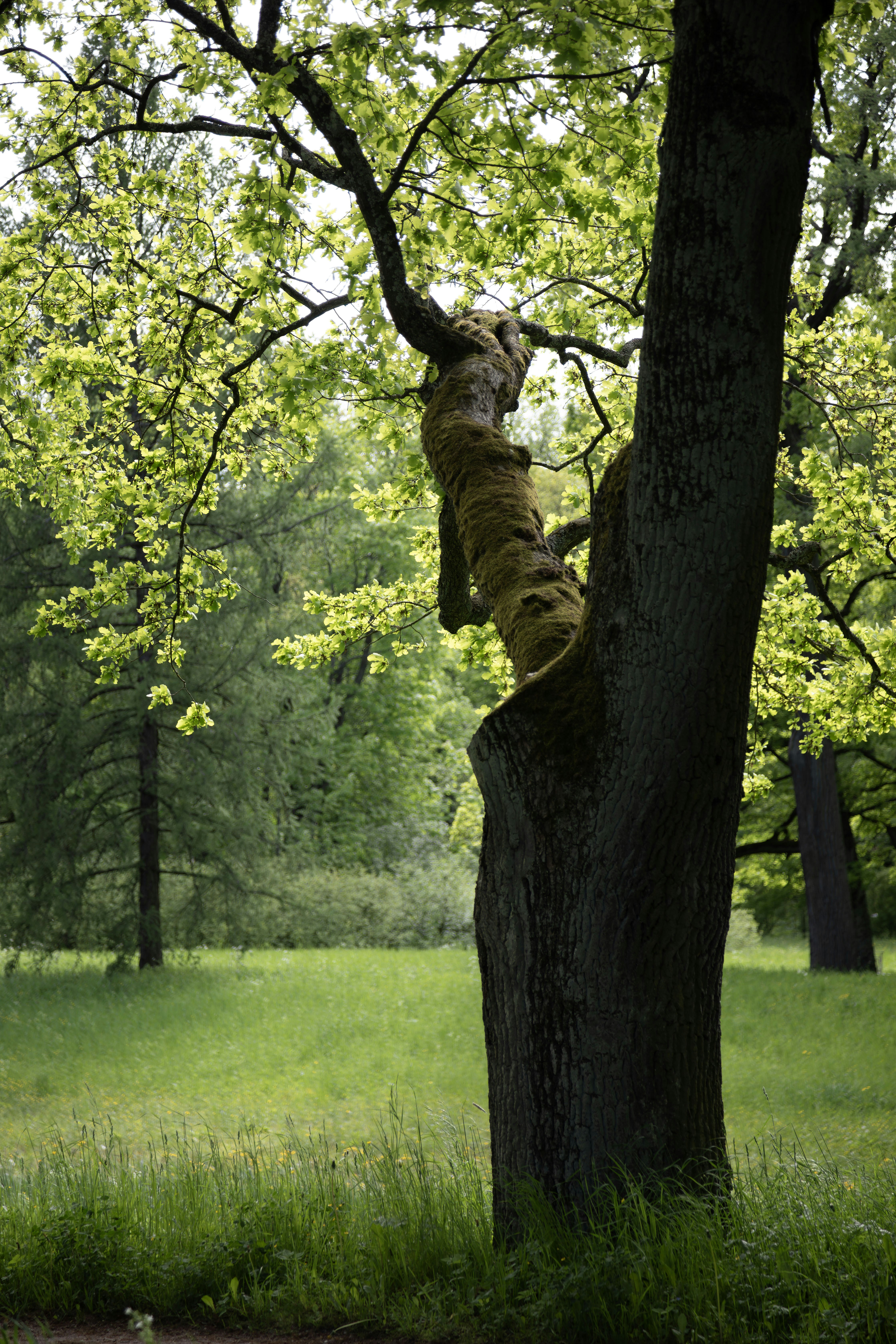 A gnarled tree trunk entwined with vibrant green leaves, set against a lush, grassy backdrop. The scene evokes a sense of tranquility and the passage of time.