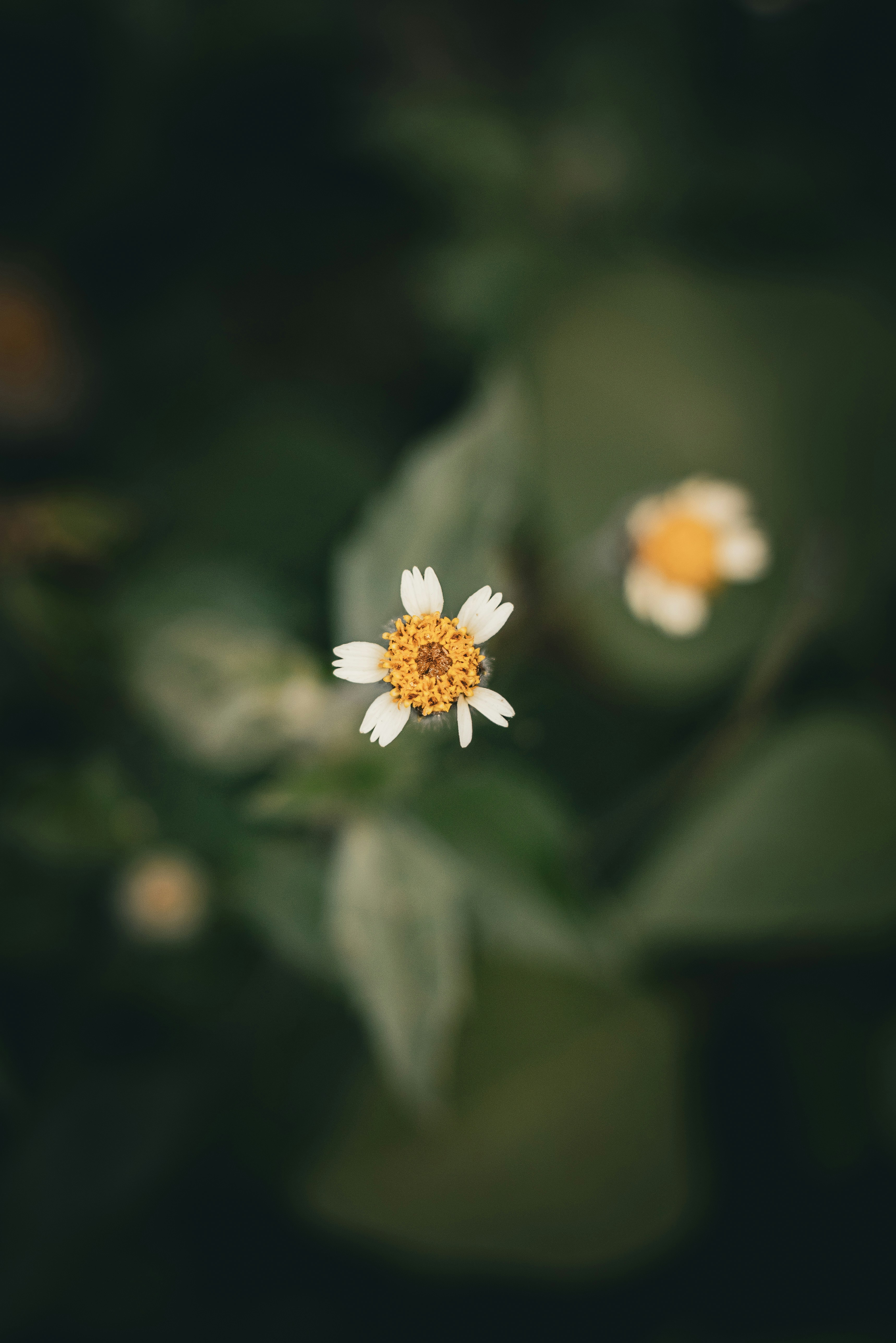 Delicate white flower with a yellow center surrounded by lush green foliage, highlighting the beauty of nature's simplicity.