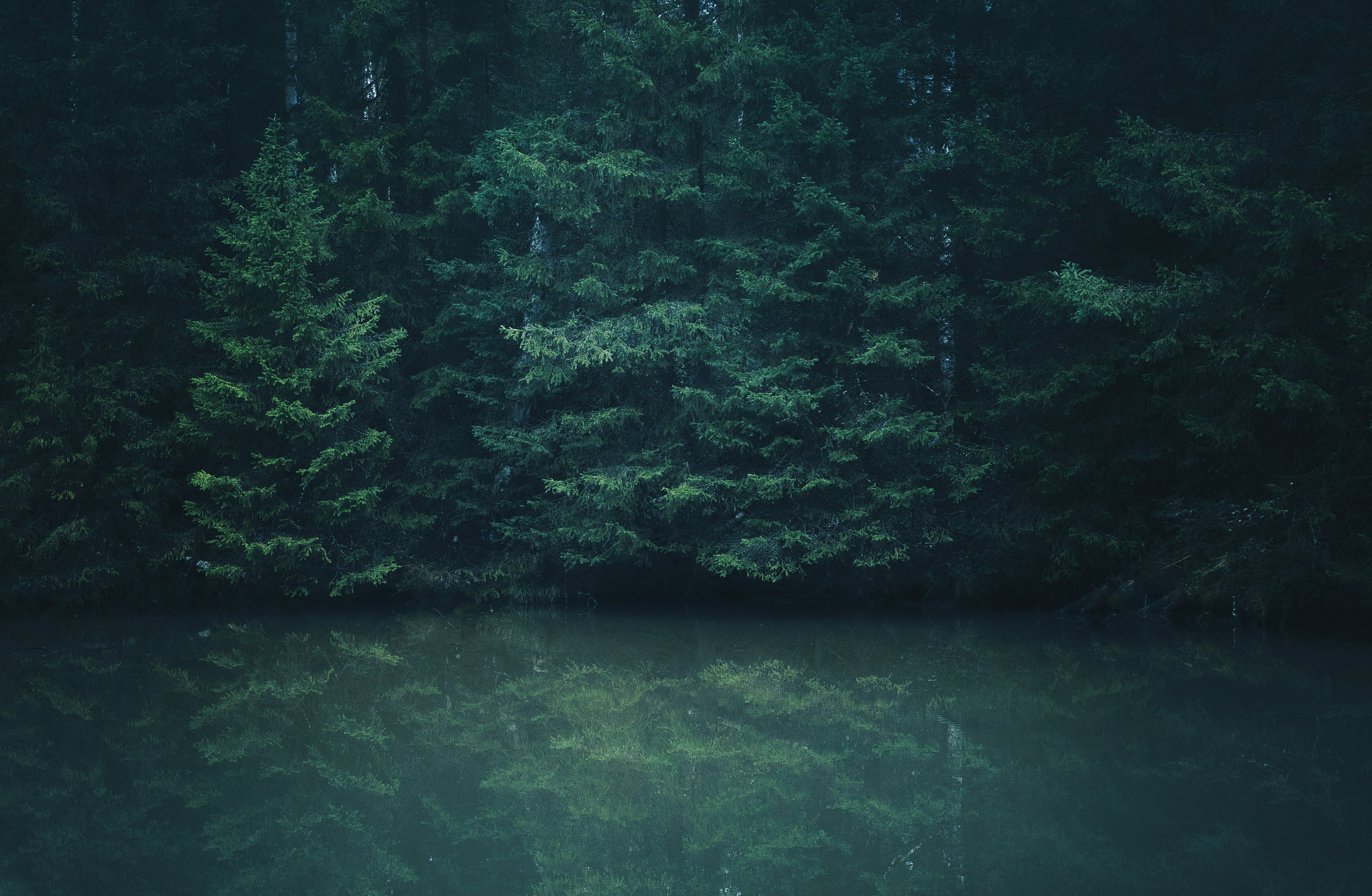 Reflections of trees in a calm, dark lake. photo – Free Wallpaper Image ...