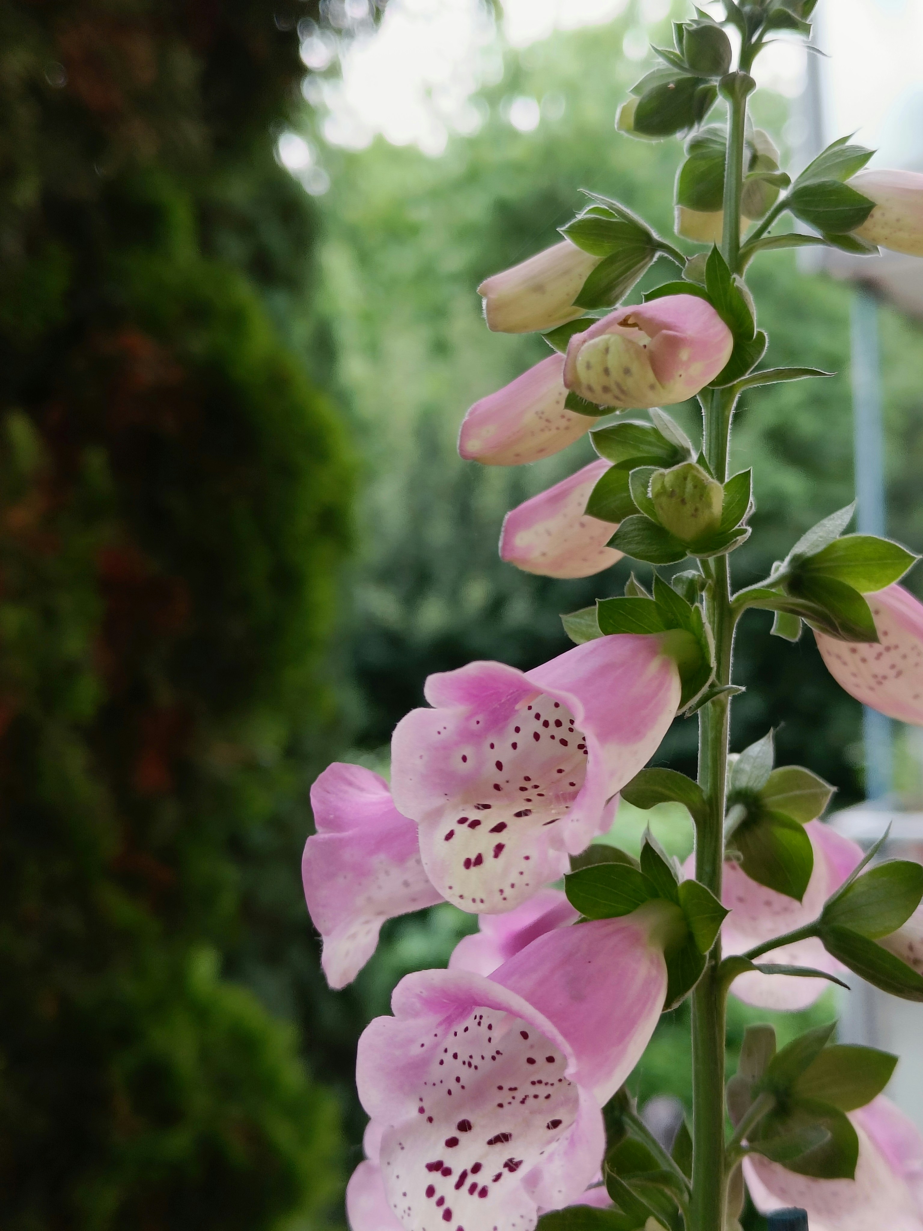 A foxglove flower on a balcony