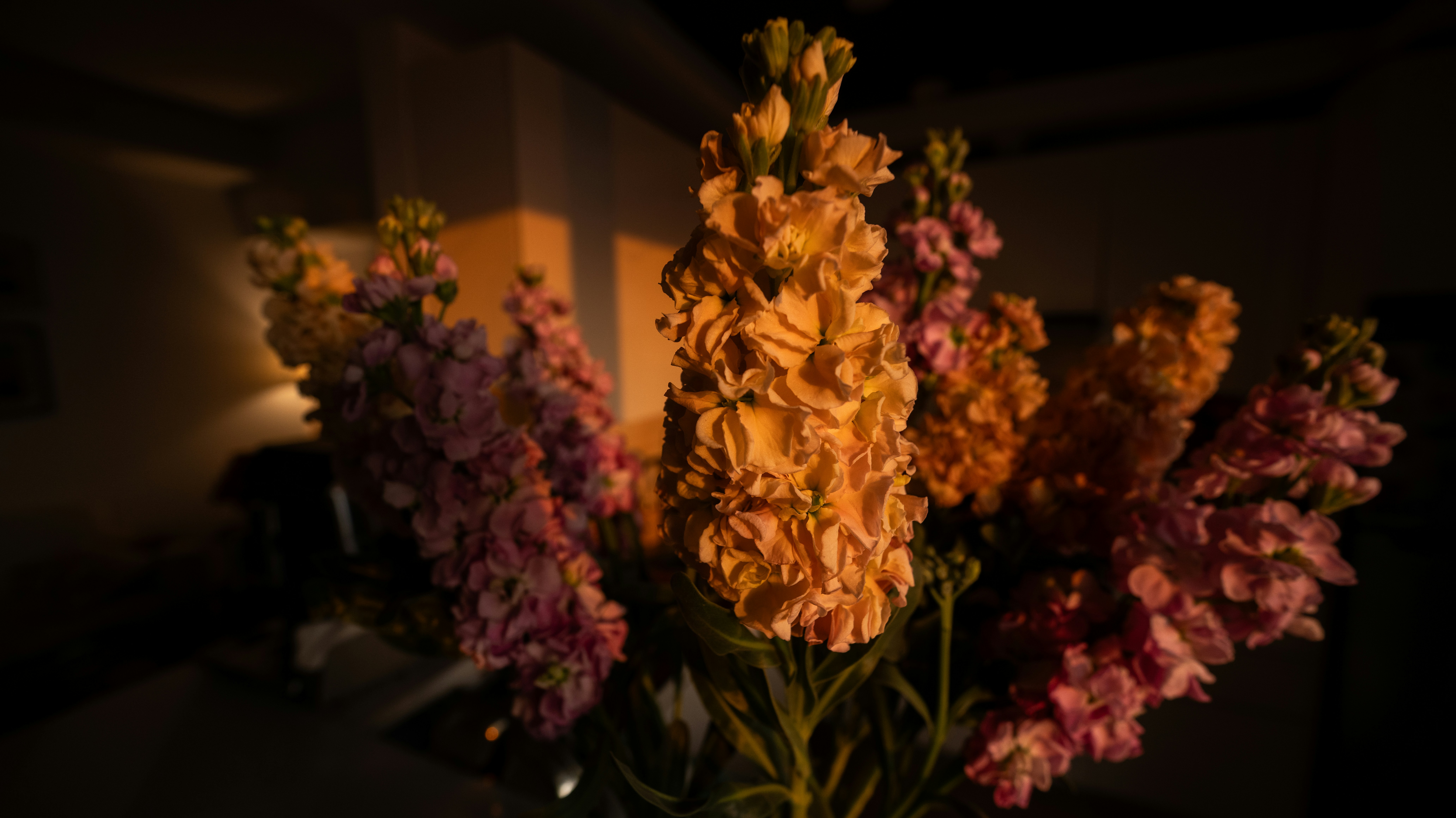 Amber Bloom Rising Through Velvet Dusk