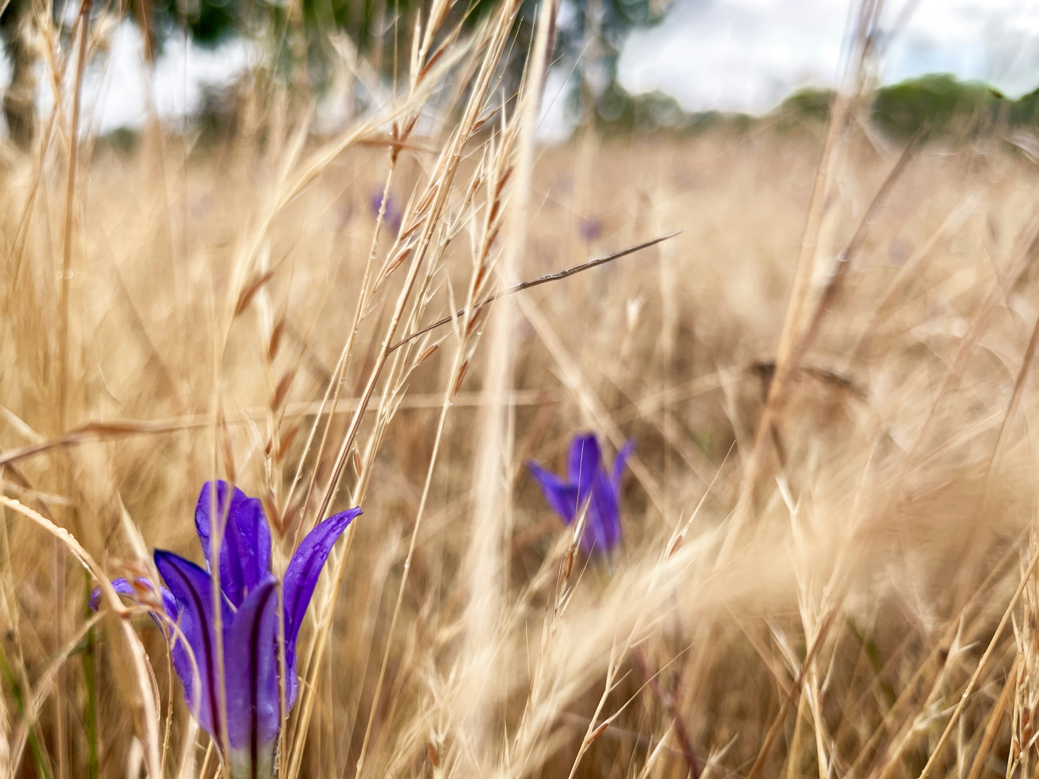 Purple crocus amid tall golden grasses in an open field