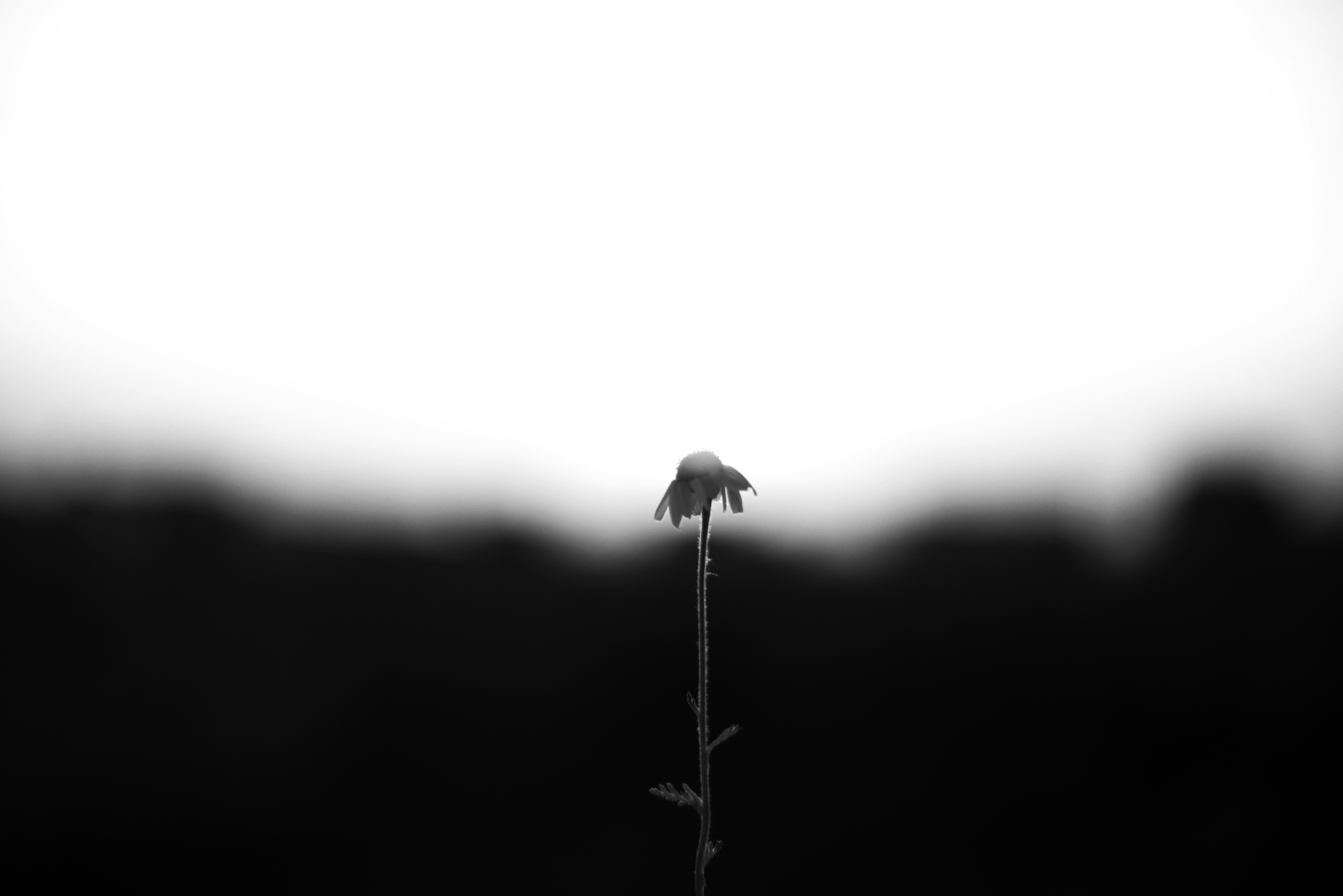 A single flower stands tall against a blurred background, emphasizing its delicate form in monochrome tones.