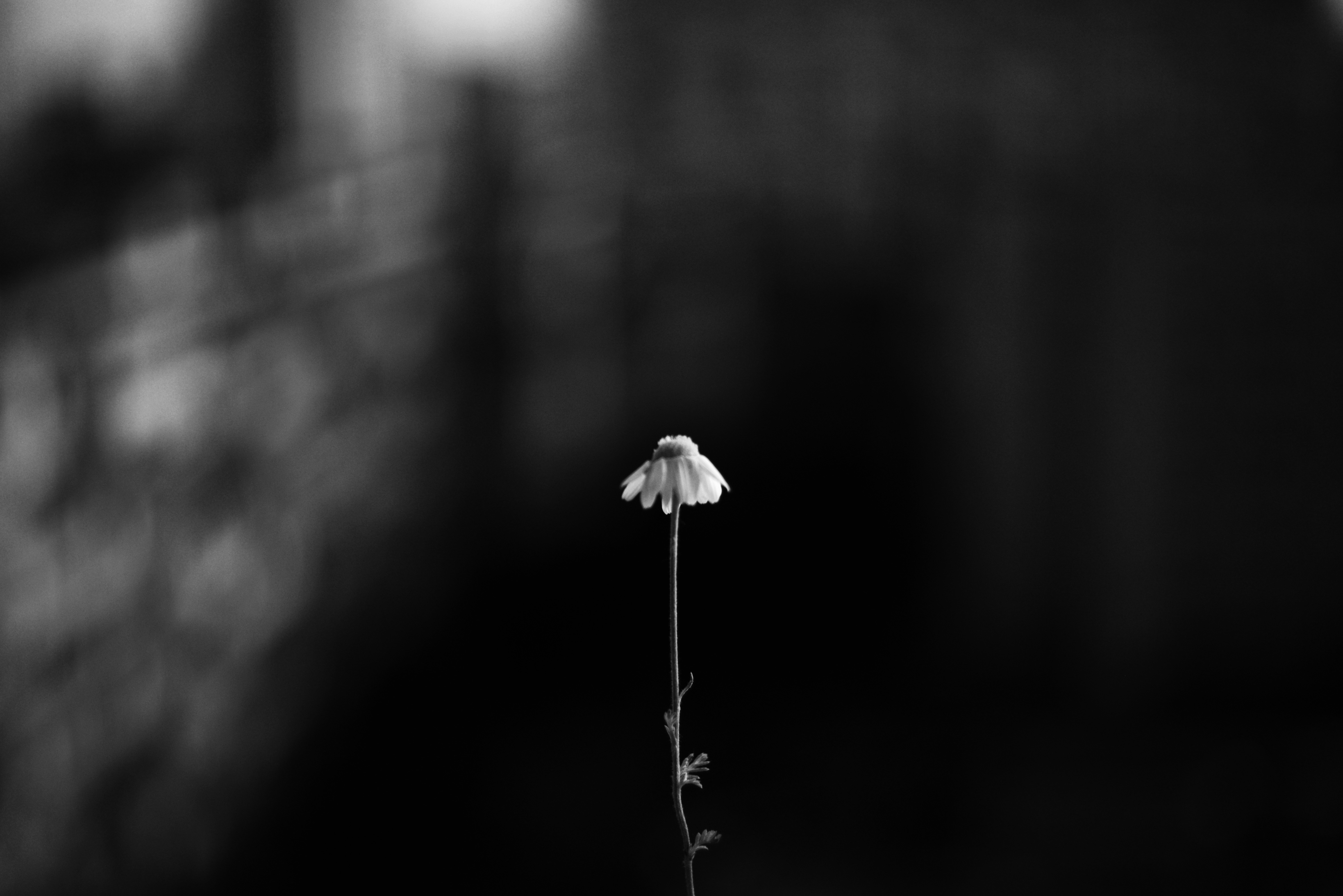 Solitary Bloom Amidst Shadows