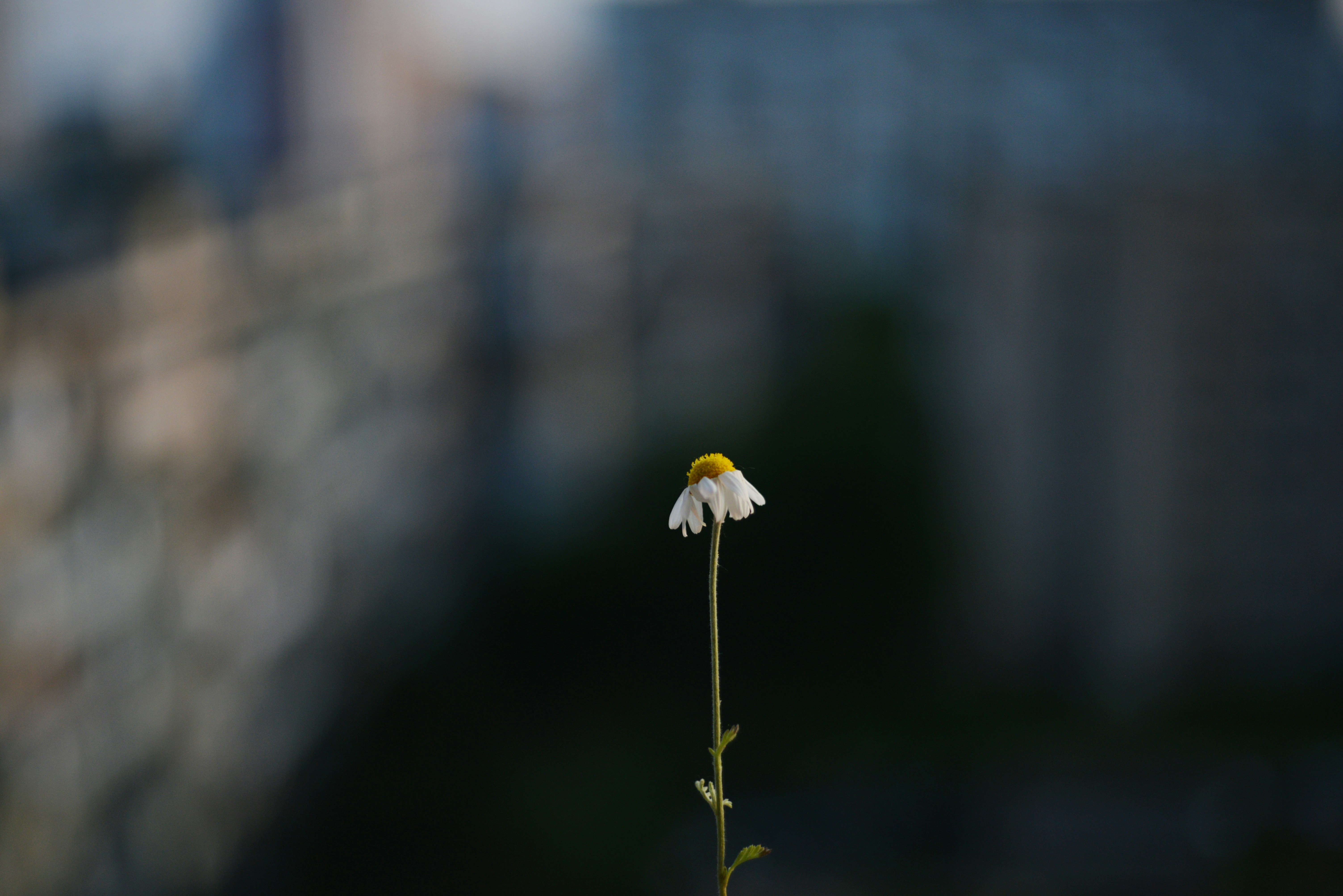 A single daisy stands alone against the dark. photo – Free Flower Image ...