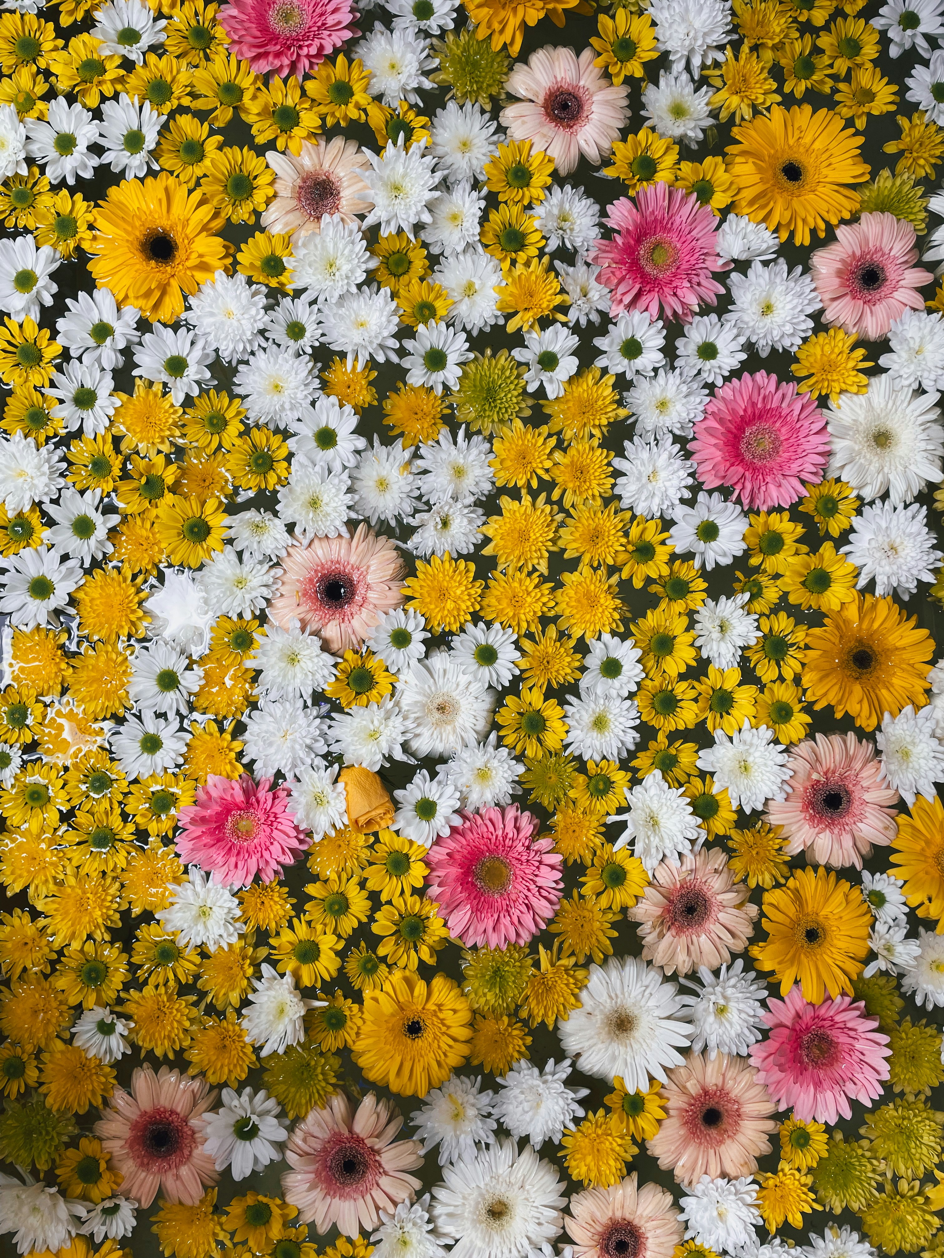 Petal Patchwork: A Confetti Field of Yellow, White, and Pink Daisies