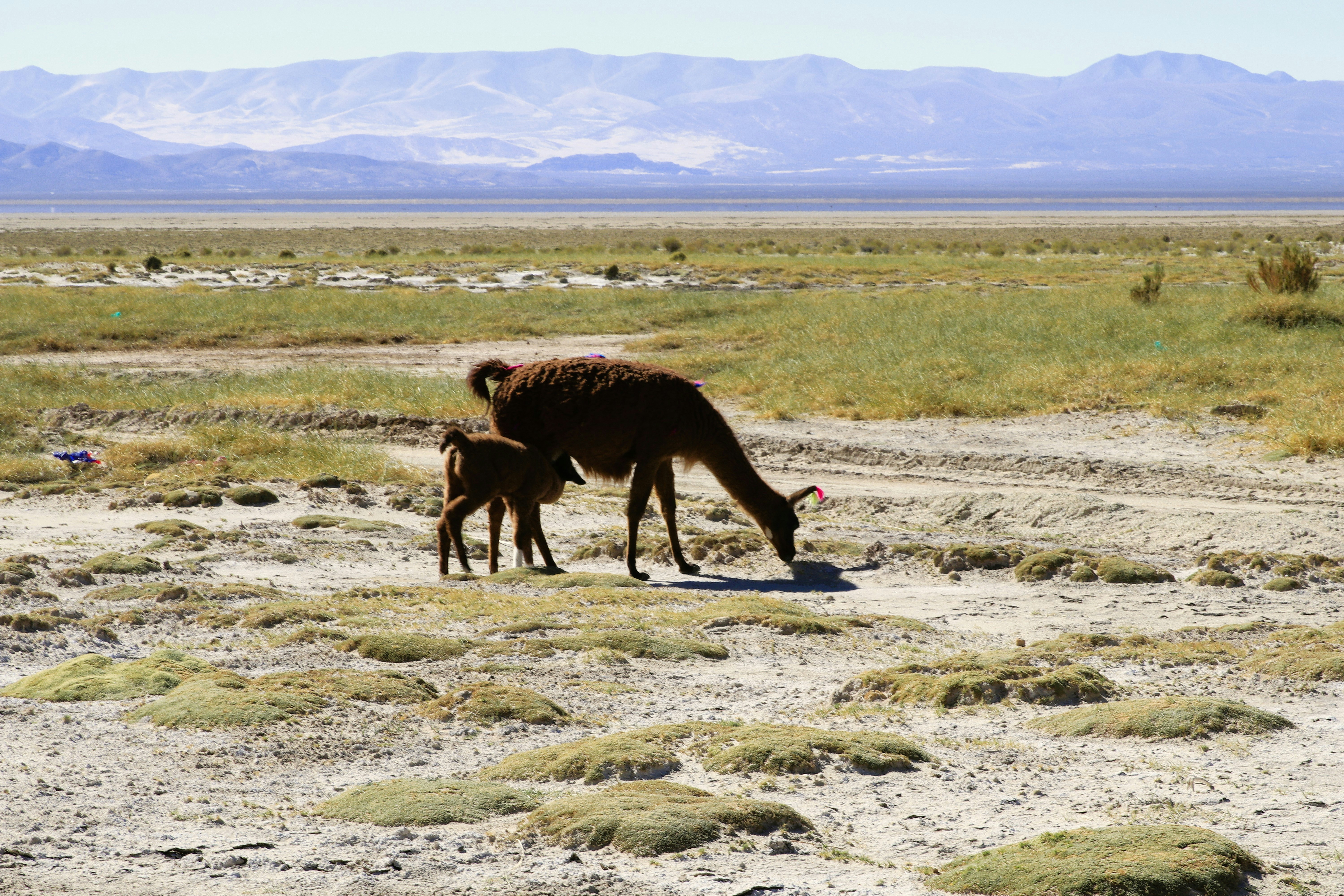 Desert Grazers: Mother Camelid and Calf on a Salt-Flat Horizon