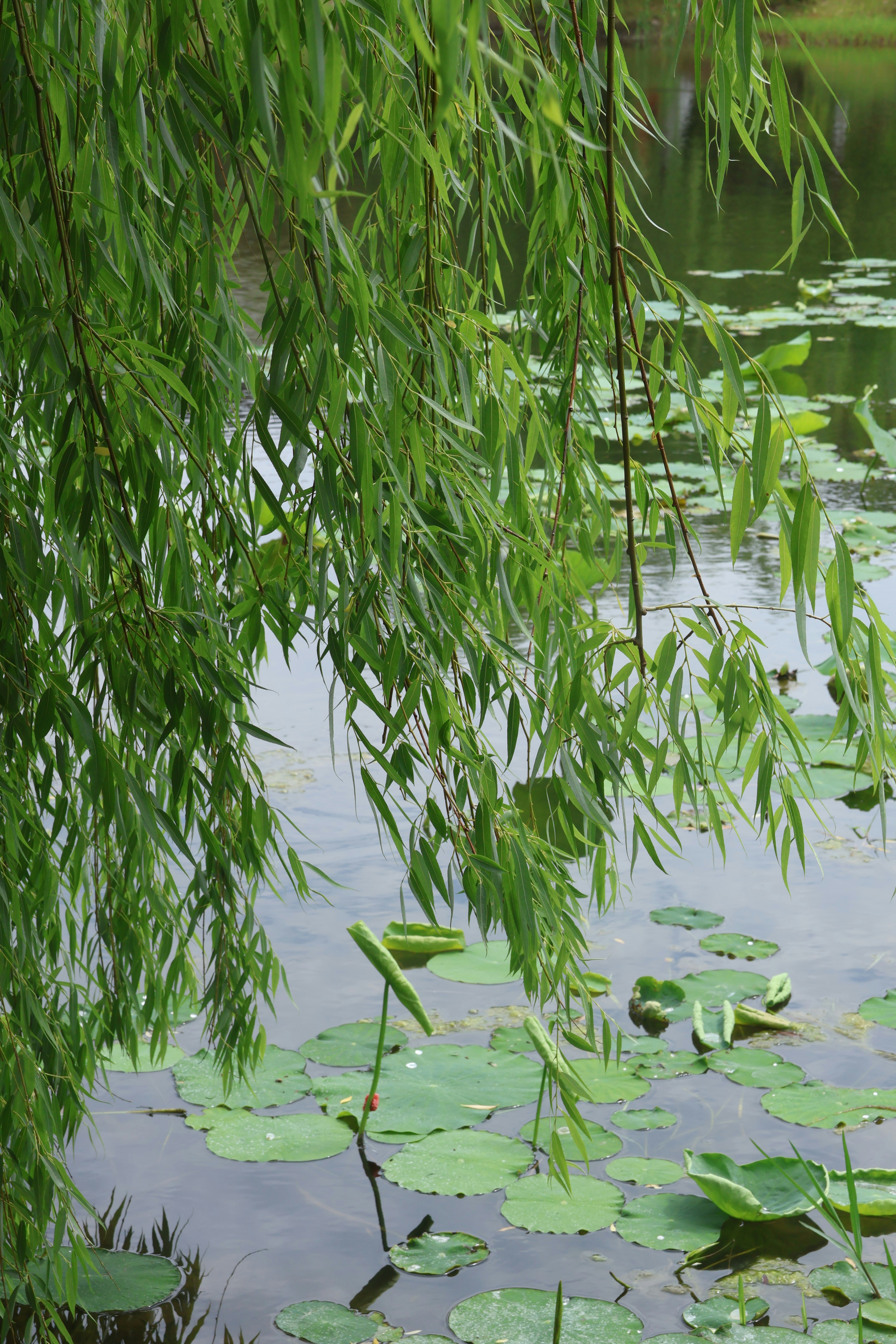 Willow Fronds Draped Over a Lily-Pad Pond