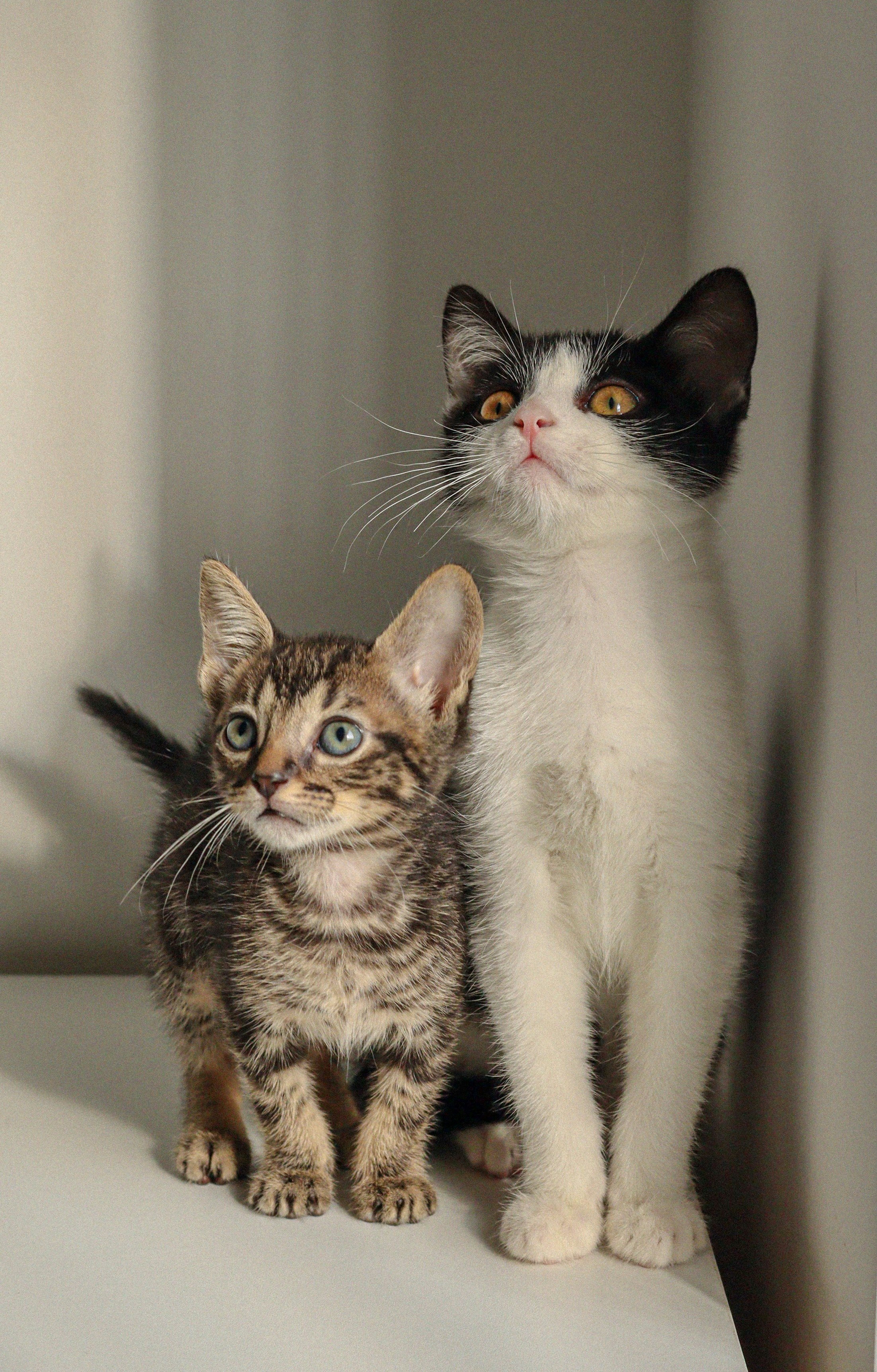 Two adorable kittens stand side by side, gazing upward with wide eyes, showcasing their playful innocence and curiosity.