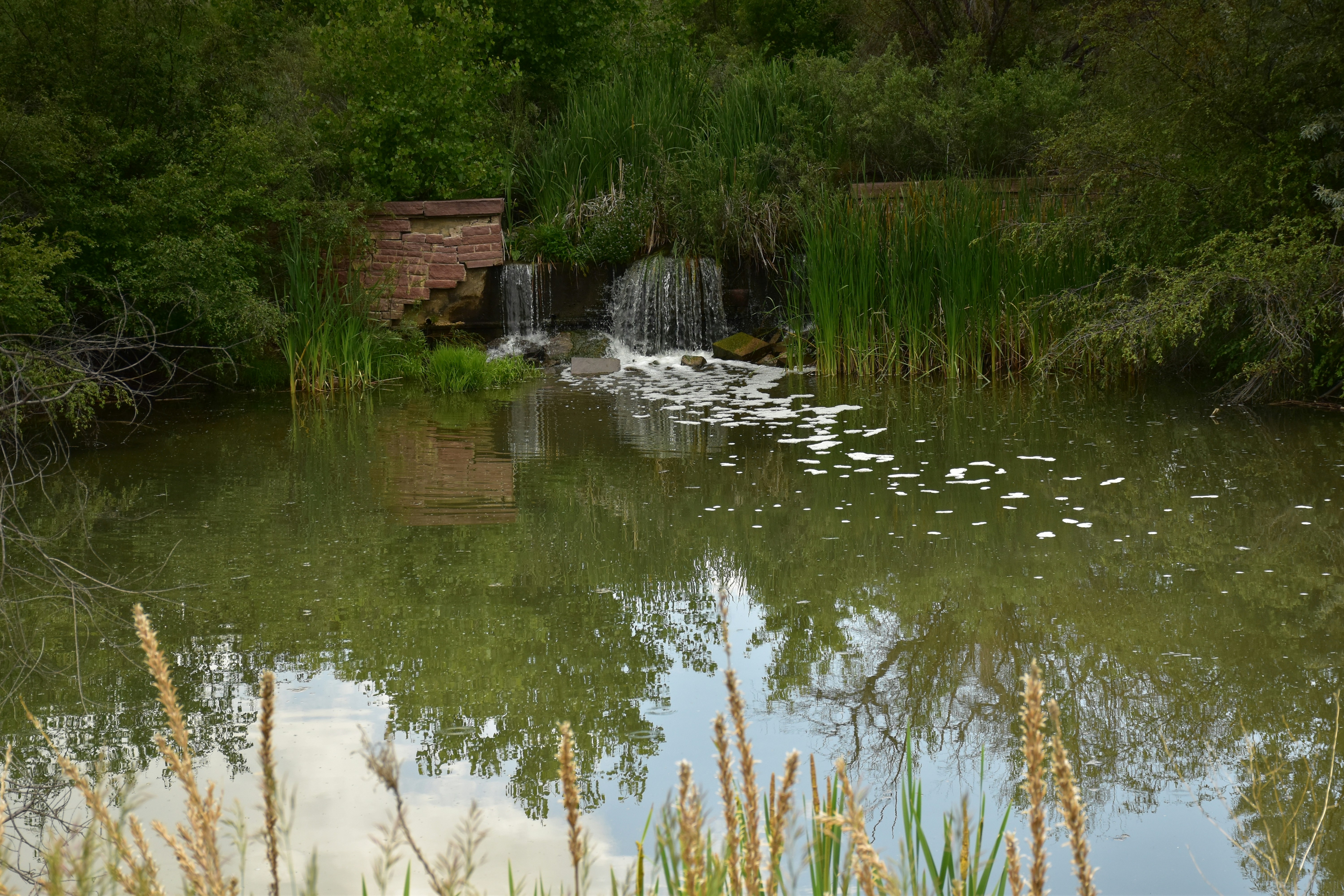 Murmur of the Pond: A Quiet Cascade Framed by Reeds