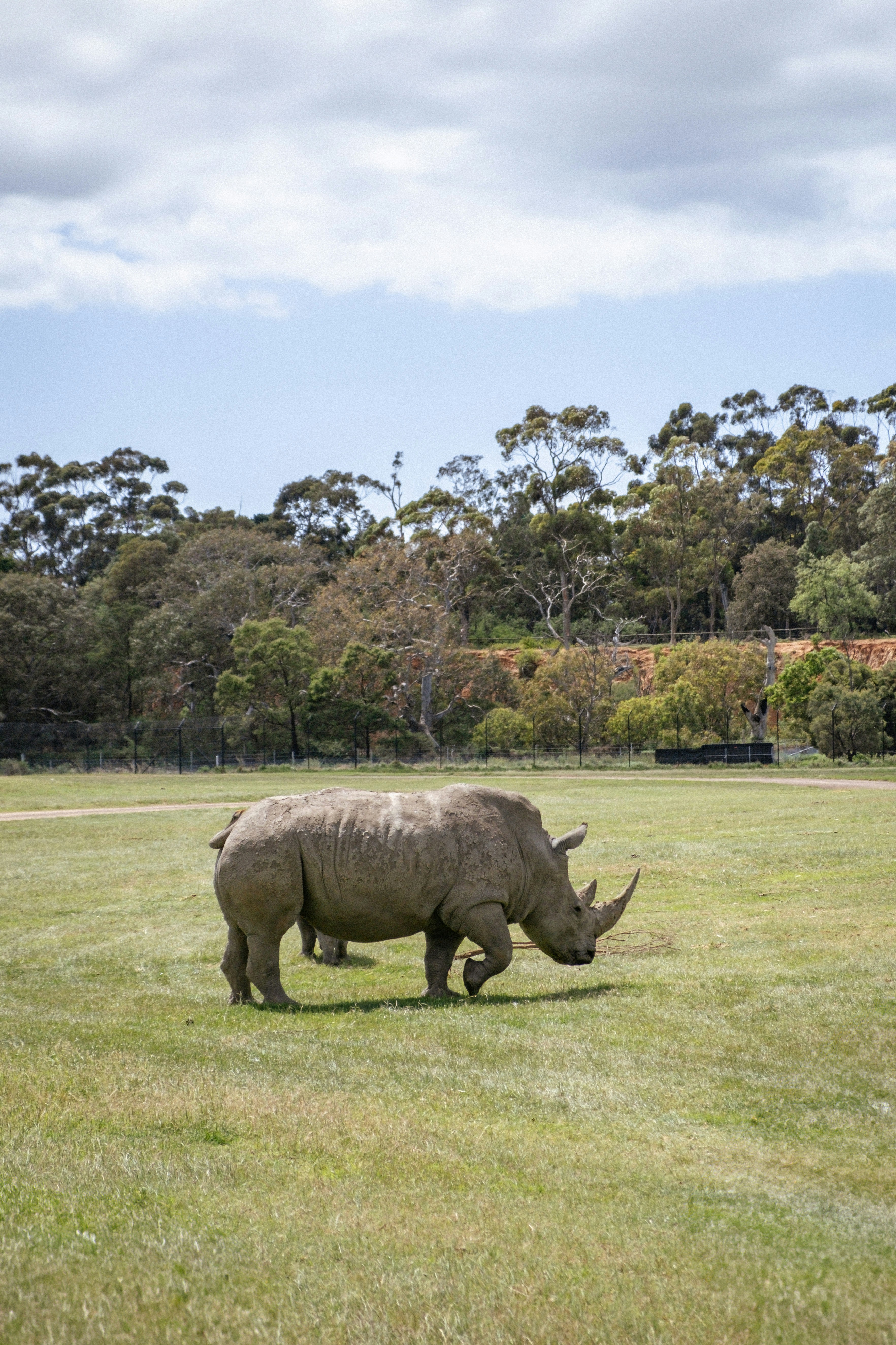 A rhinoceros grazes peacefully in a grassy field.