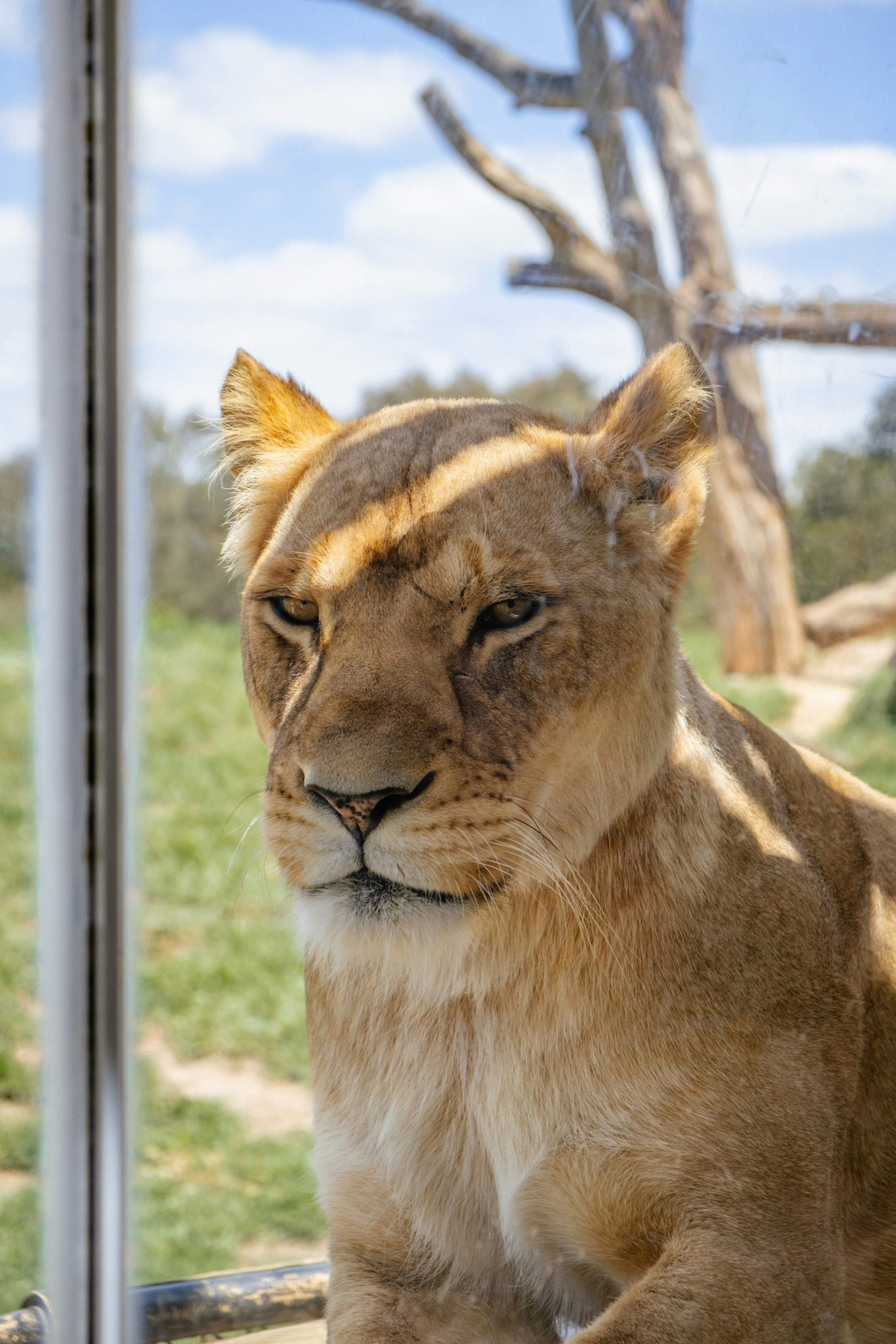 The Regal Contemplation of a Lioness