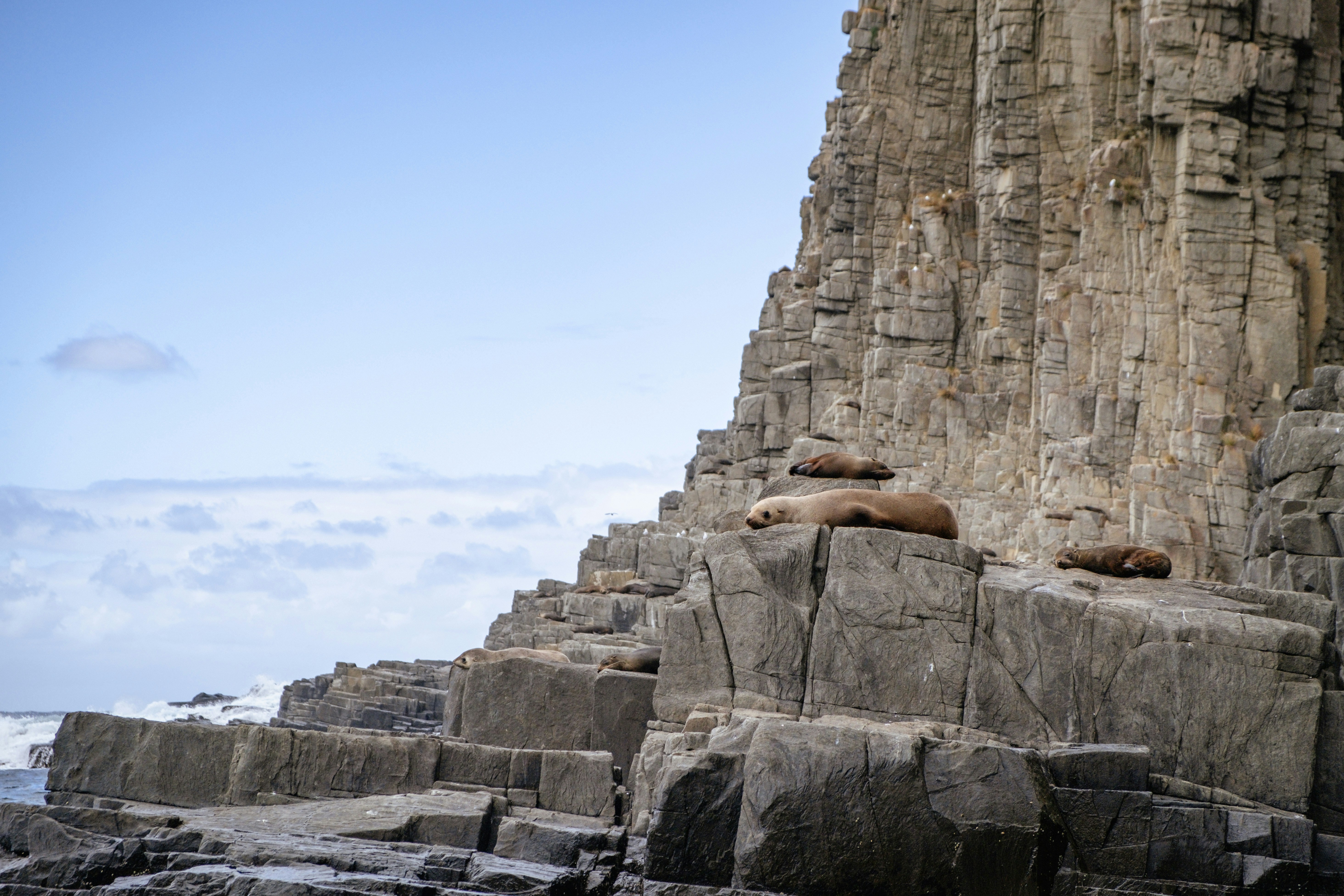 Seals at Rest: Nature's Coastal Guardians