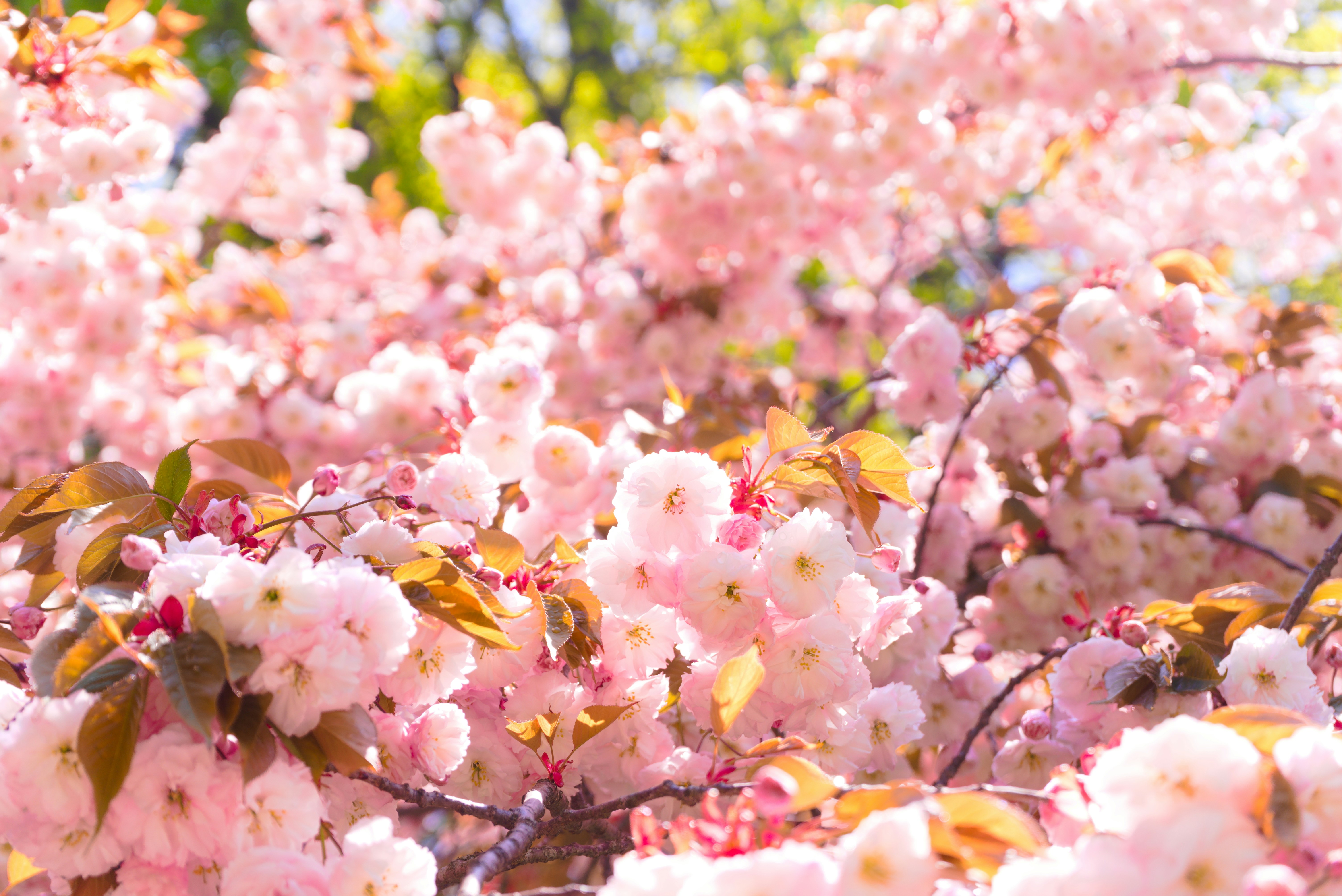 Whispers of Spring: A Blossom Symphony
